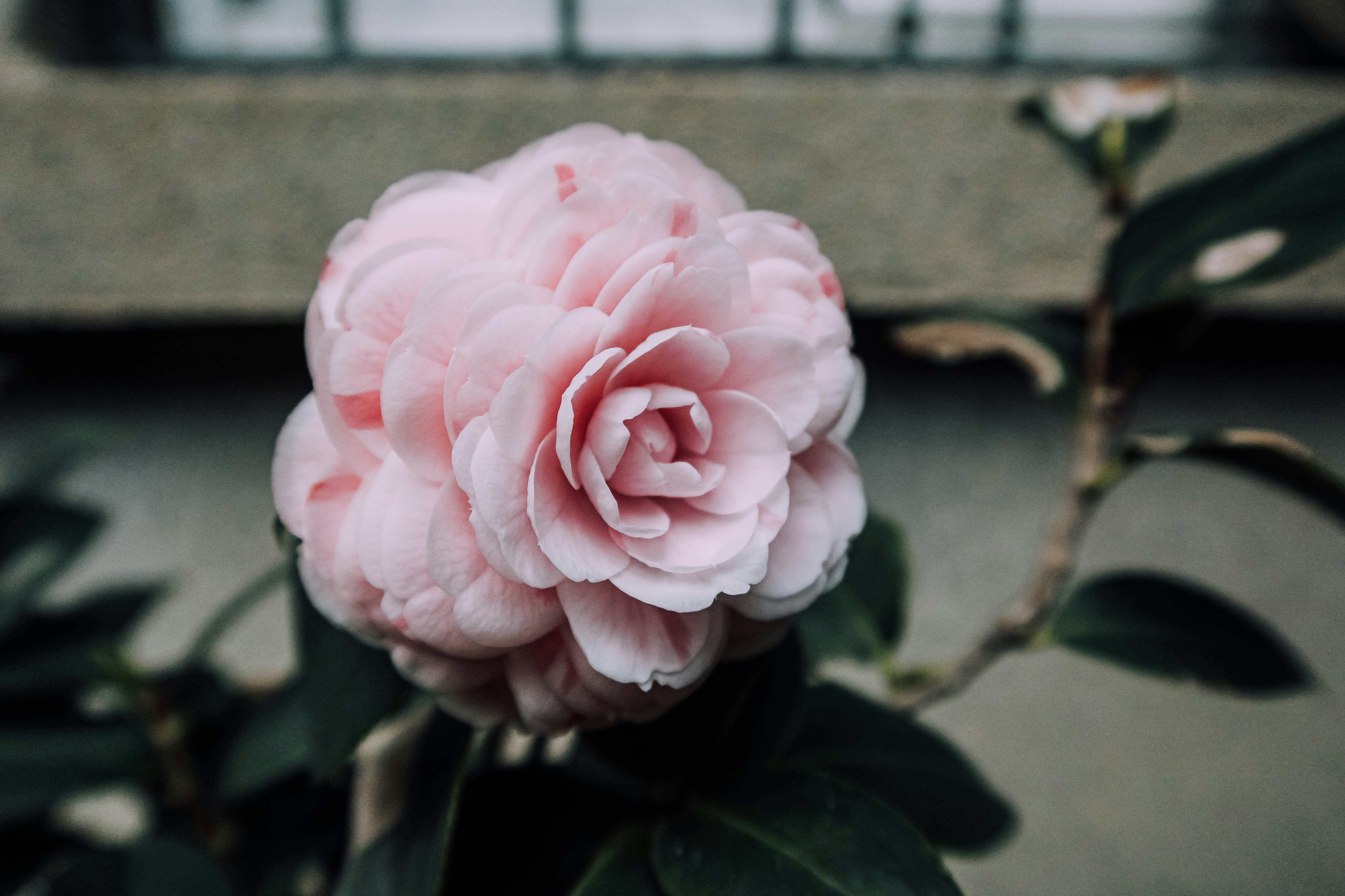 Pink rose in bloom during daytime photo – Free Flower Image on Unsplash