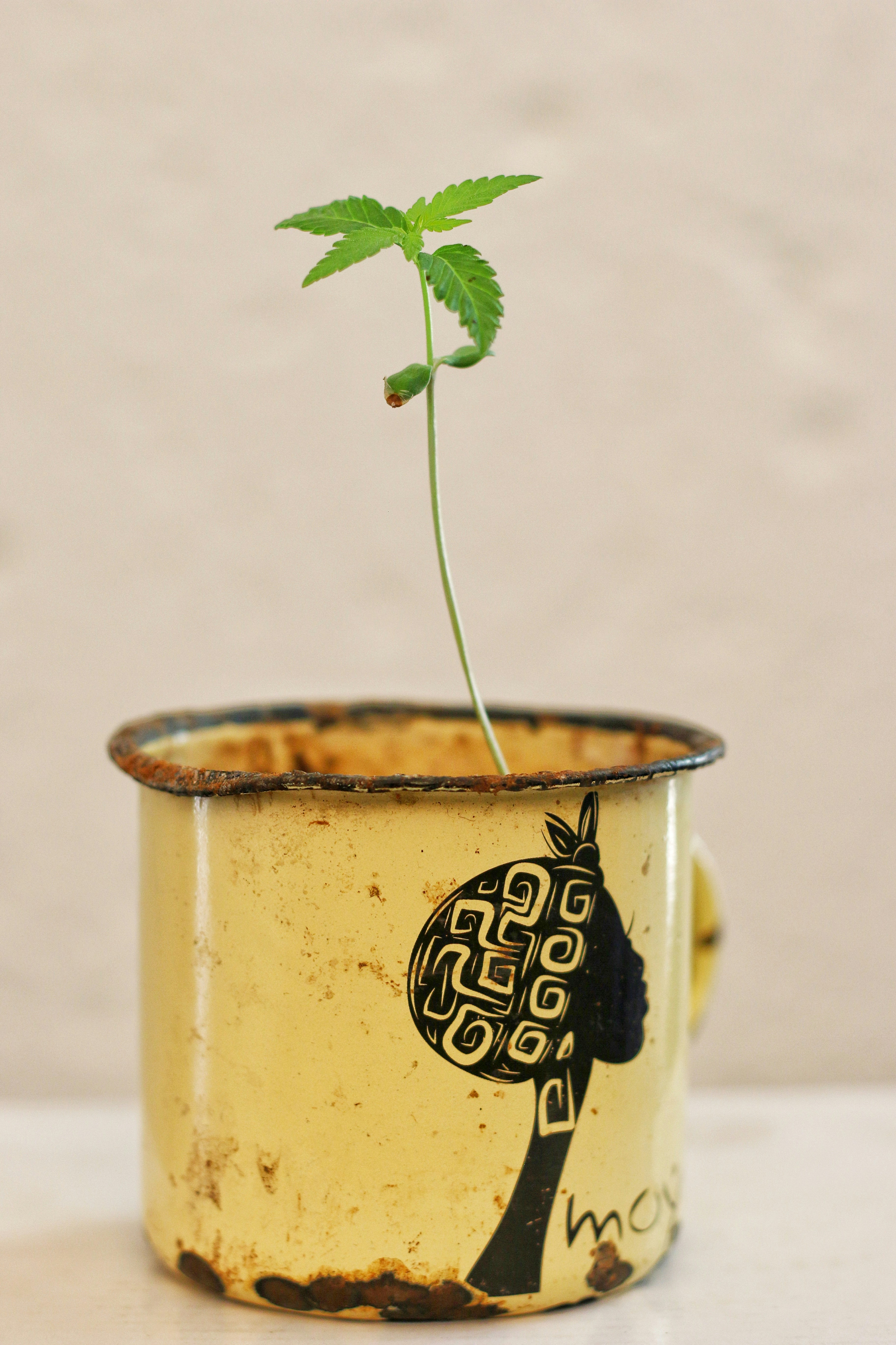 Verdant Tenderness: A Delicate Seedling Reclaims a Rusted Yellow Mug