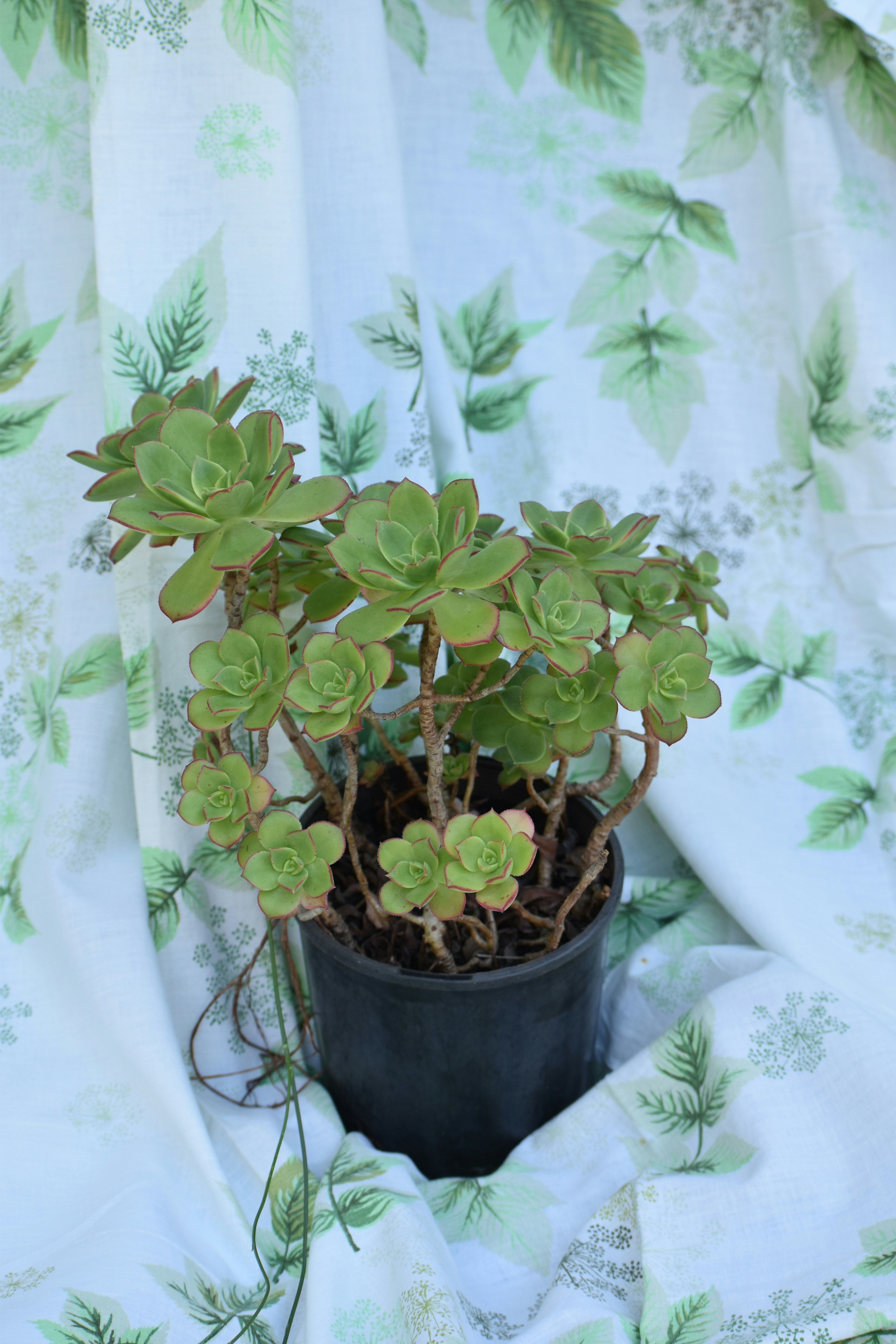 green plant on blue pot