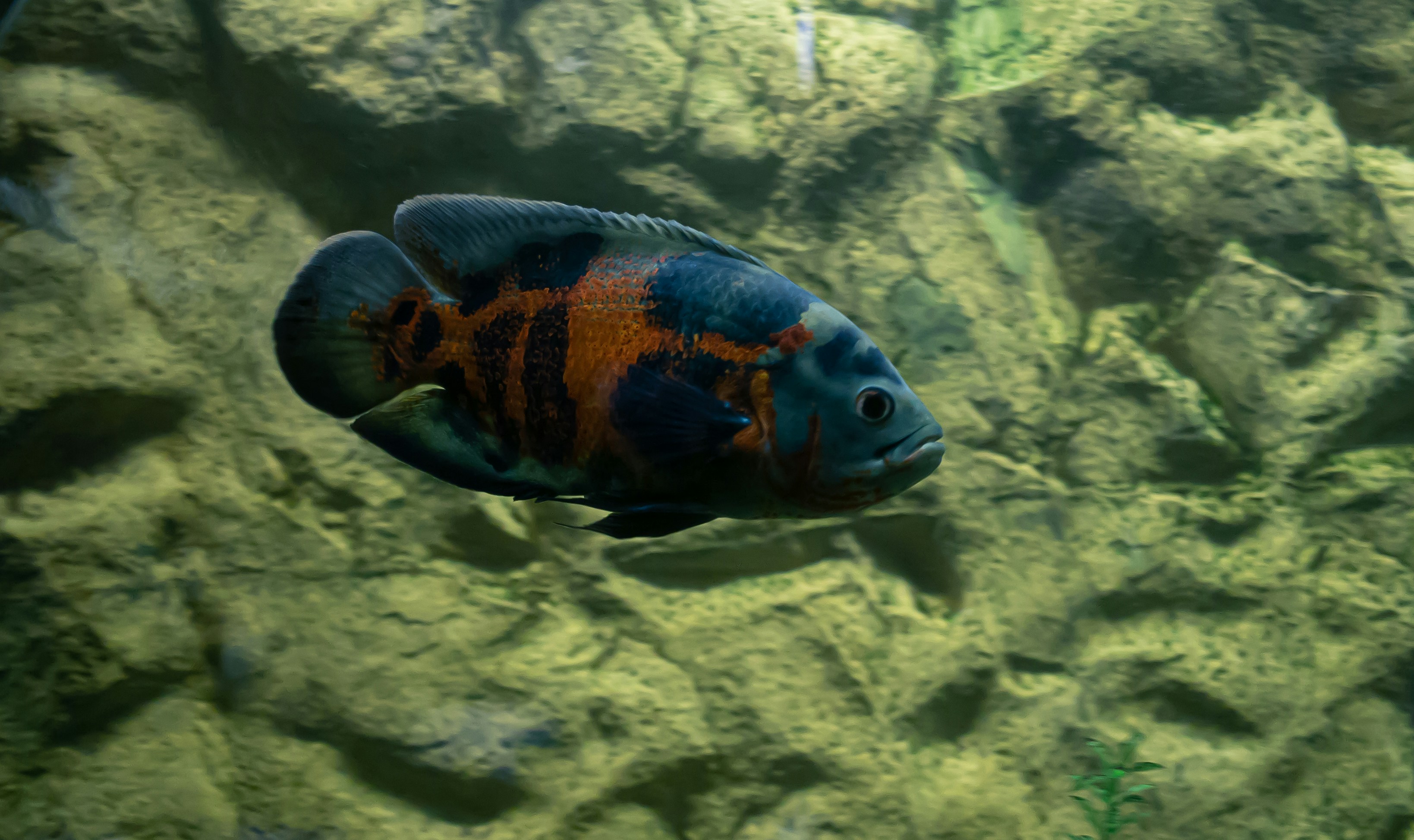 Colorful fish gliding gracefully through a textured aquatic environment, showcasing its vibrant patterns. The natural habitat enhances the fish's striking appearance.