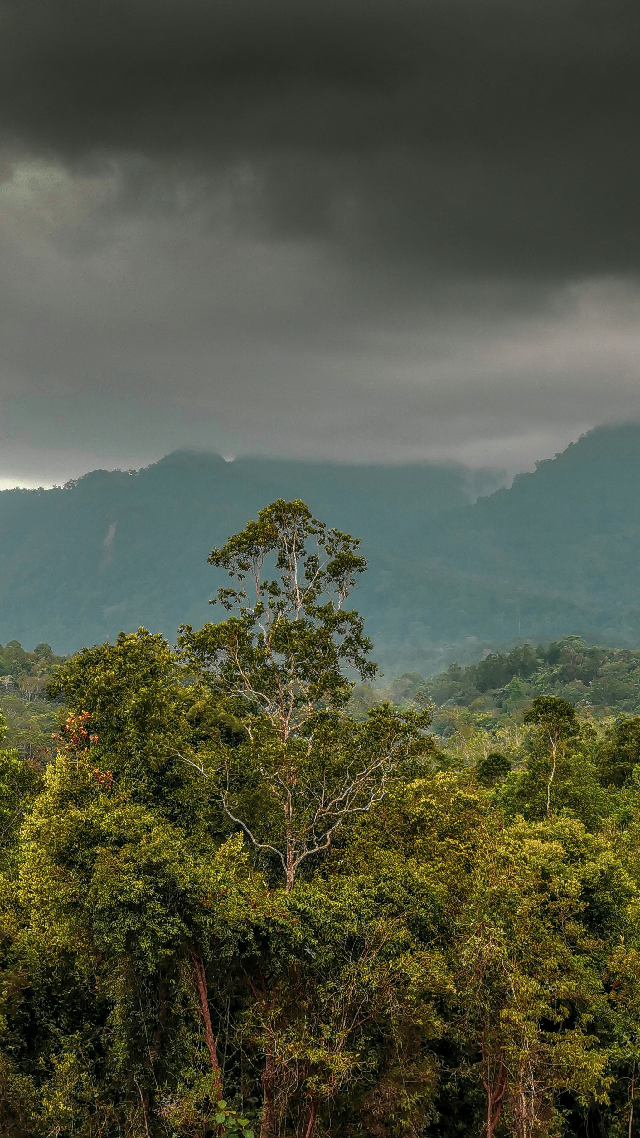 Portrait Wallpaper Pictures | Download Free Images on Unsplash