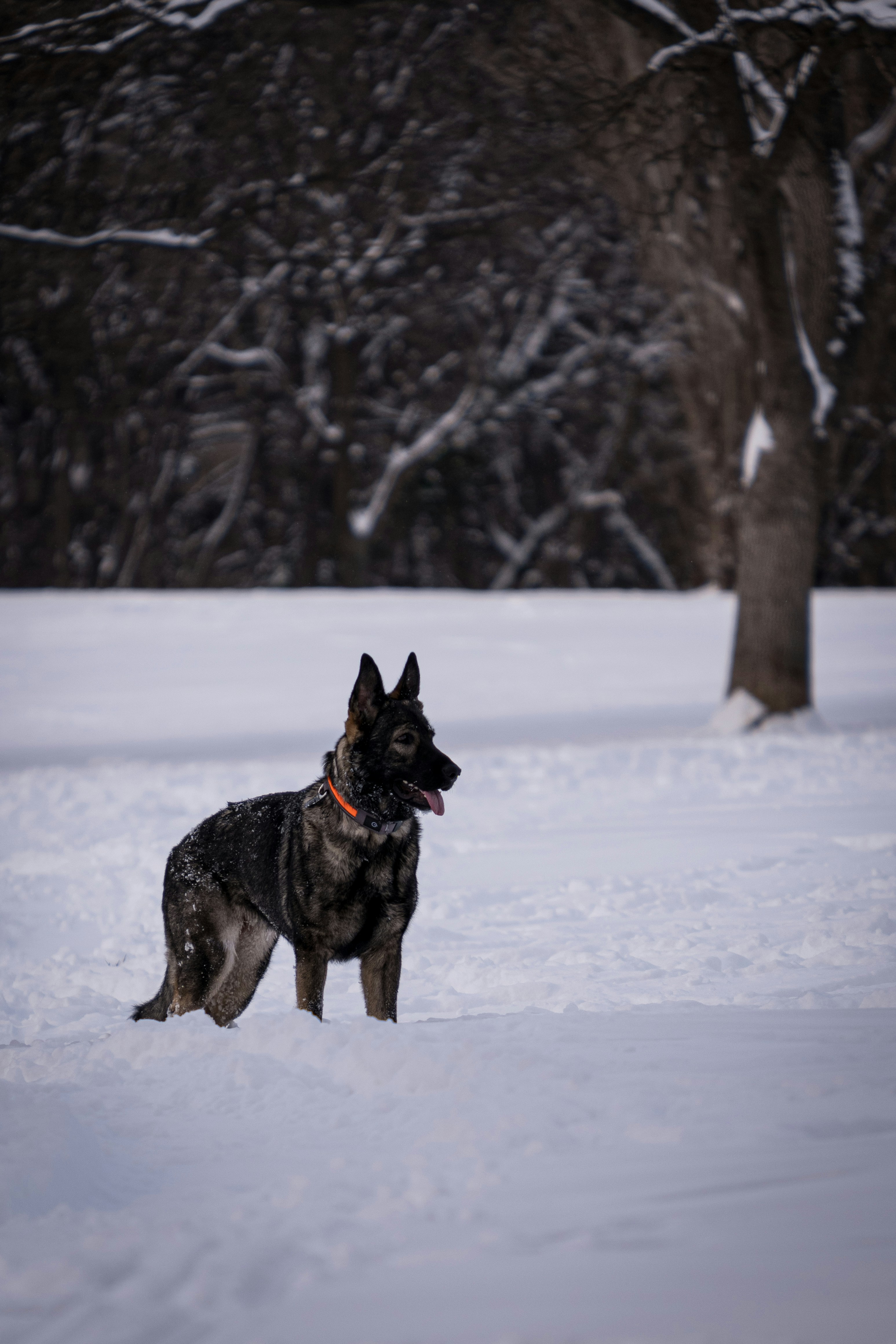 German Sheppard Pictures | Download Free Images on Unsplash