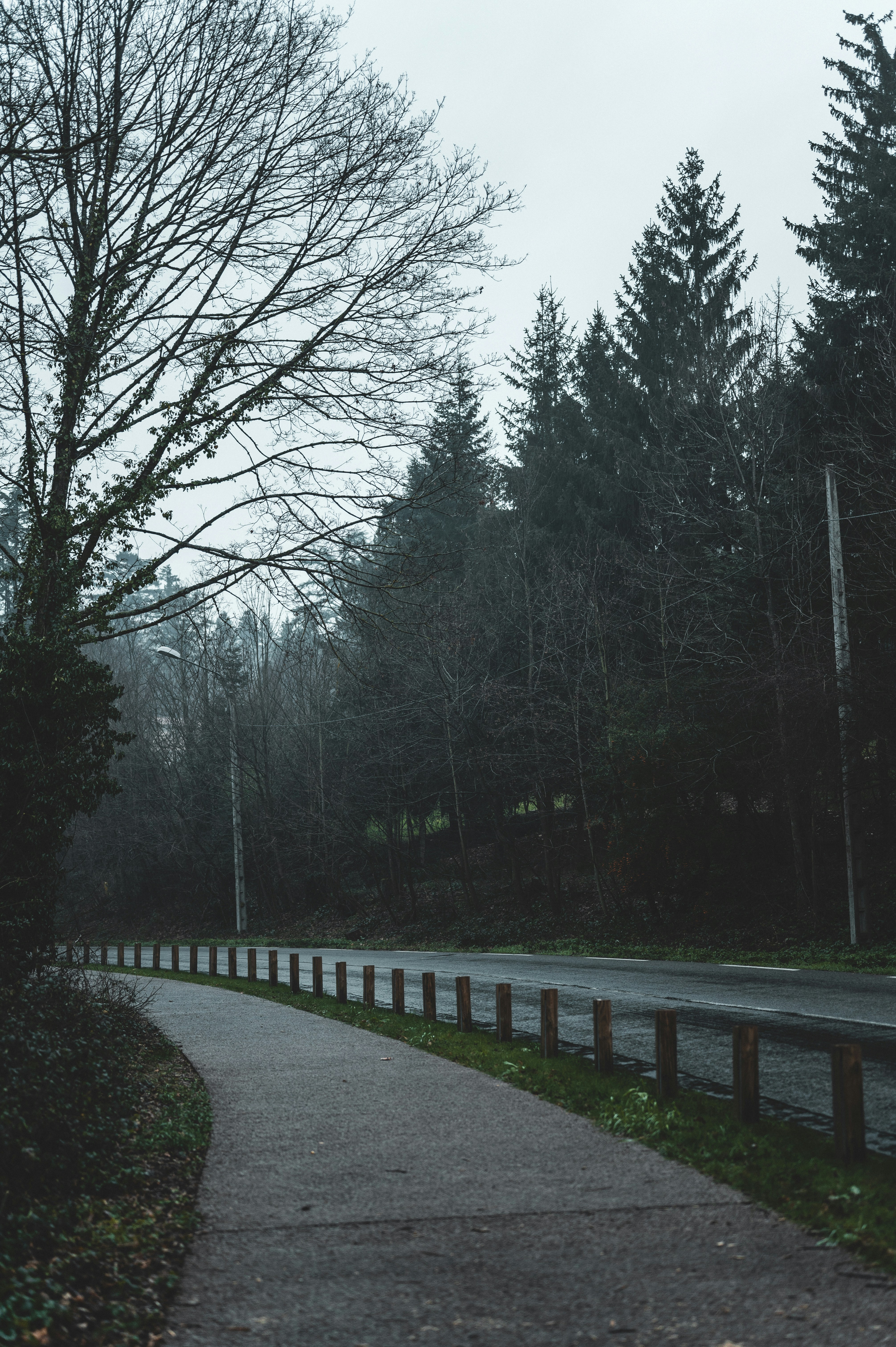 A winding pathway bordered by bare trees and dense evergreens, enveloped in a soft foggy atmosphere. The scene captures a serene moment in nature.