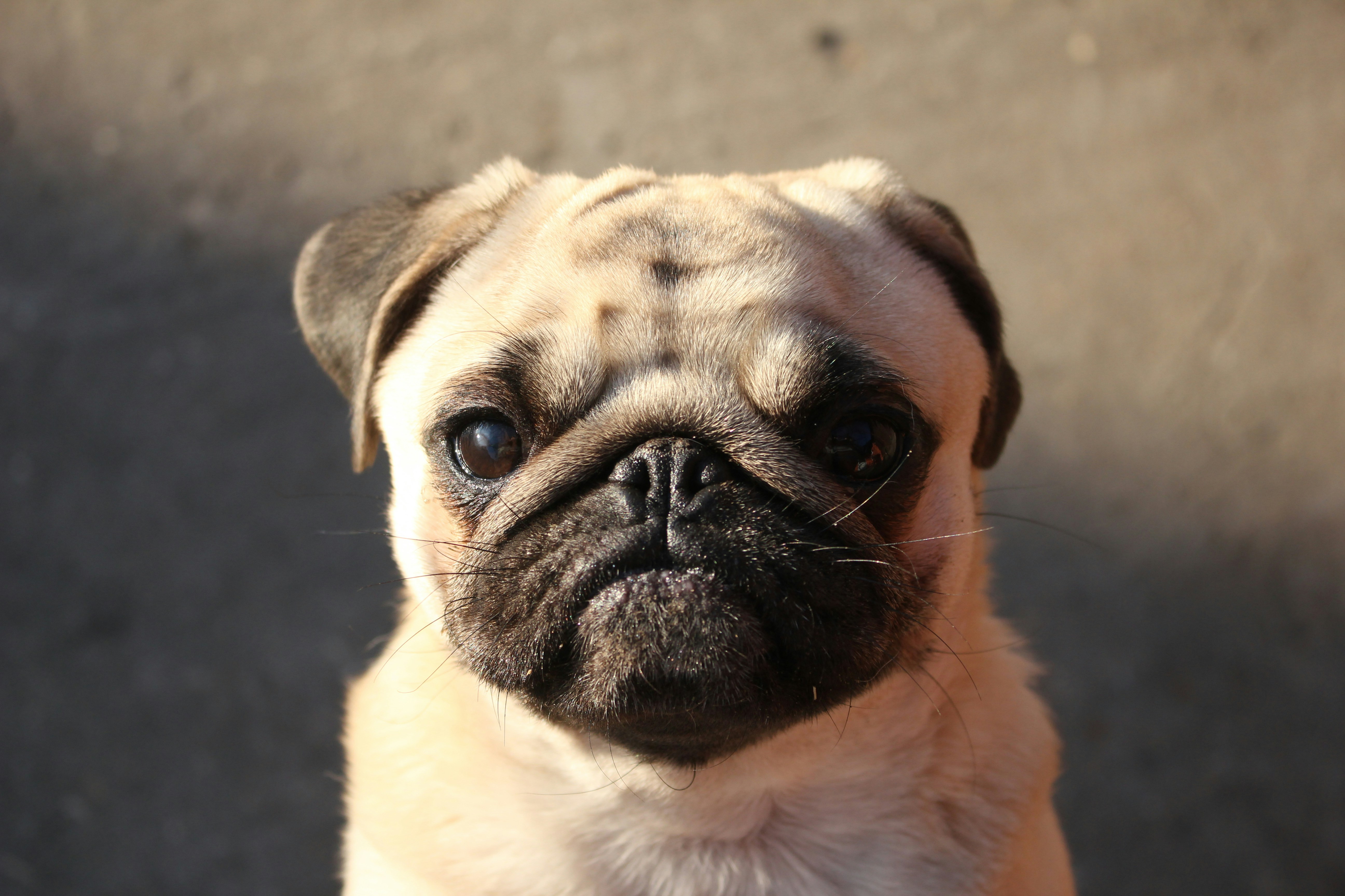 750+ Pug Dog Pictures | Download Free Images on Unsplash
