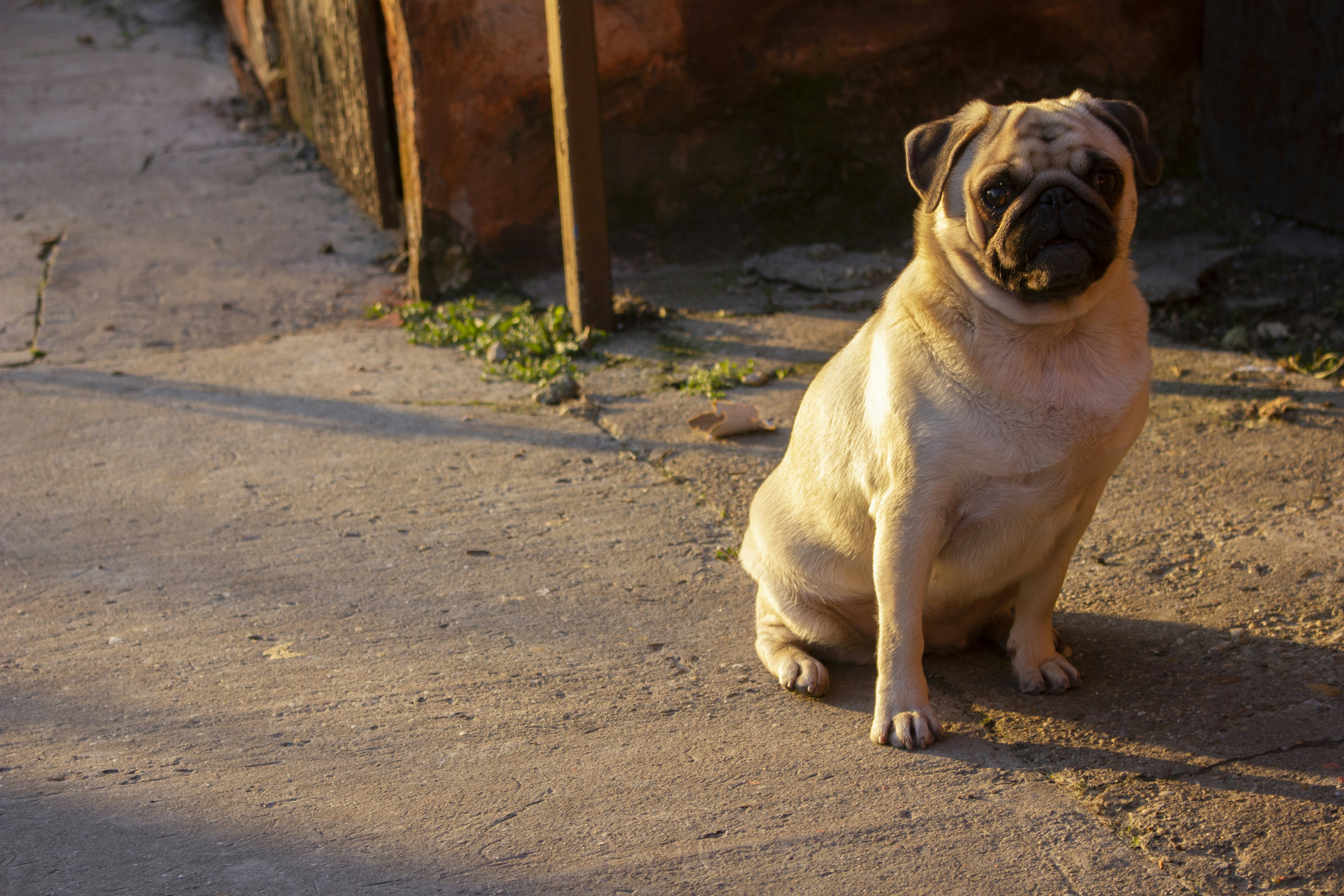 Golden Hour Pug on a Quiet Street
