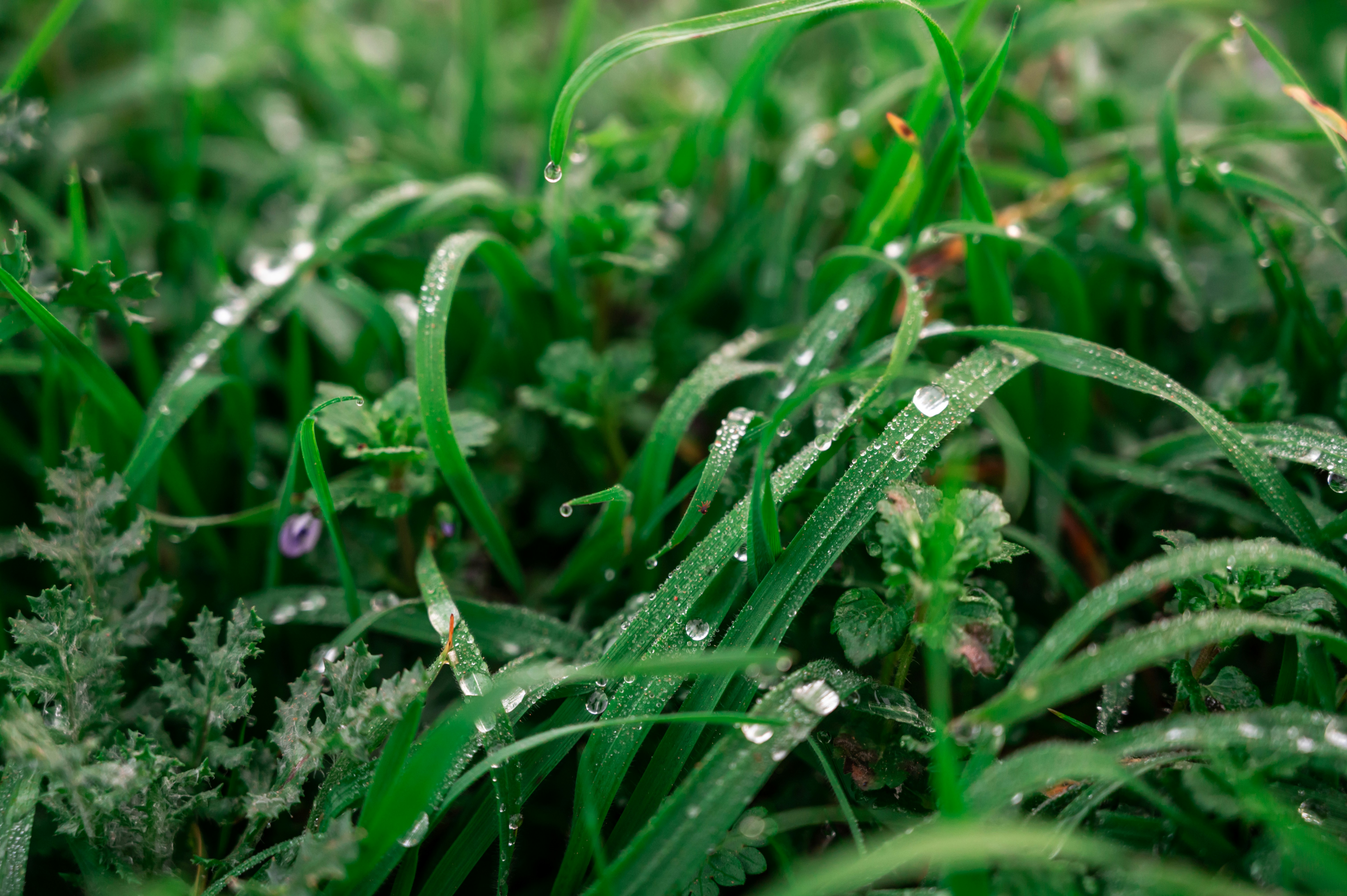 Condensation On Grass