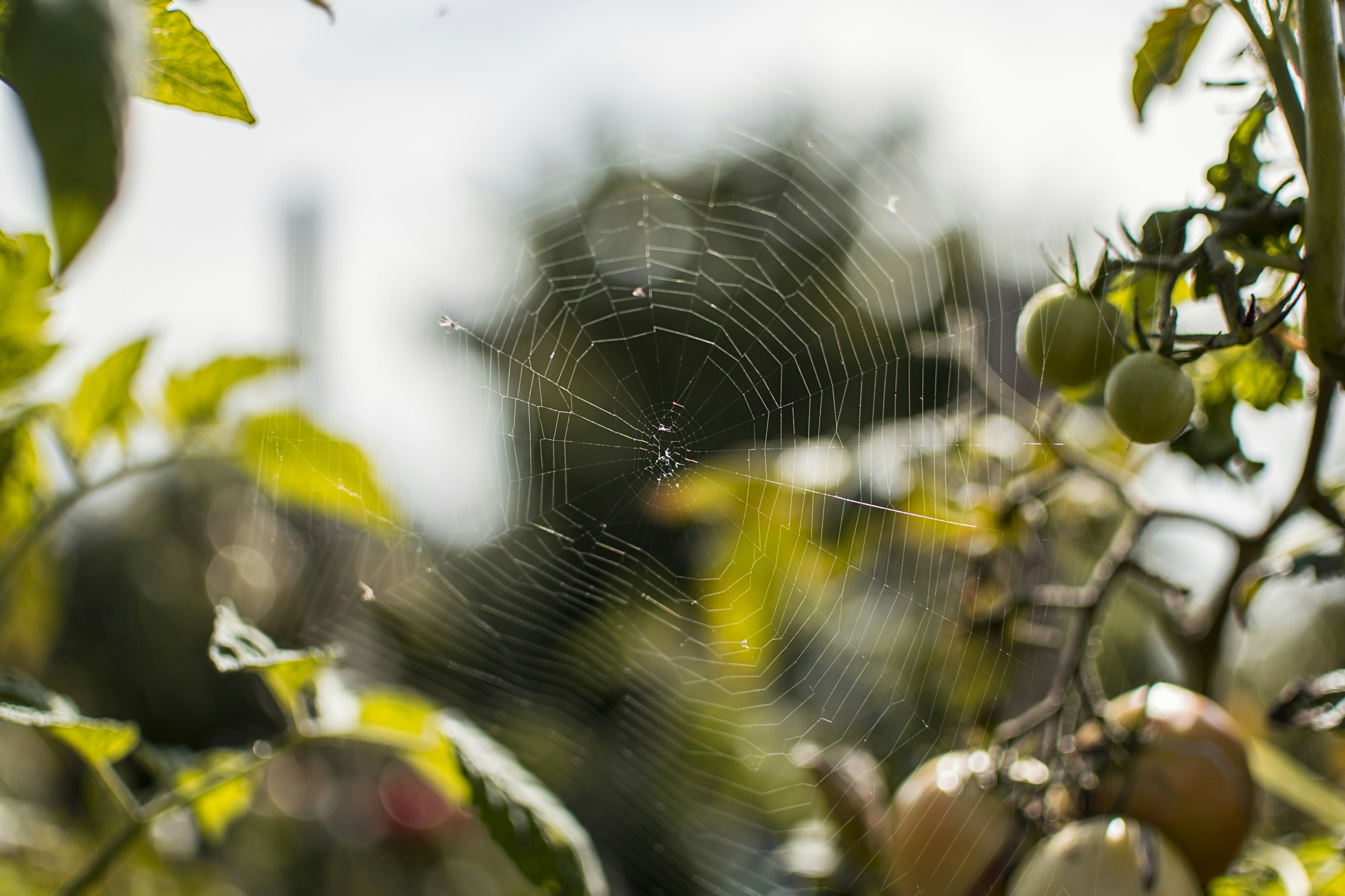 Morning Spider Web Crown in a Sunlit Garden