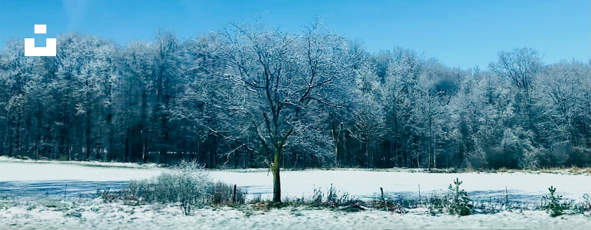 昼間の青空の下で雪に覆われた地面に裸の木の写真 Unsplashの無料自然写真
