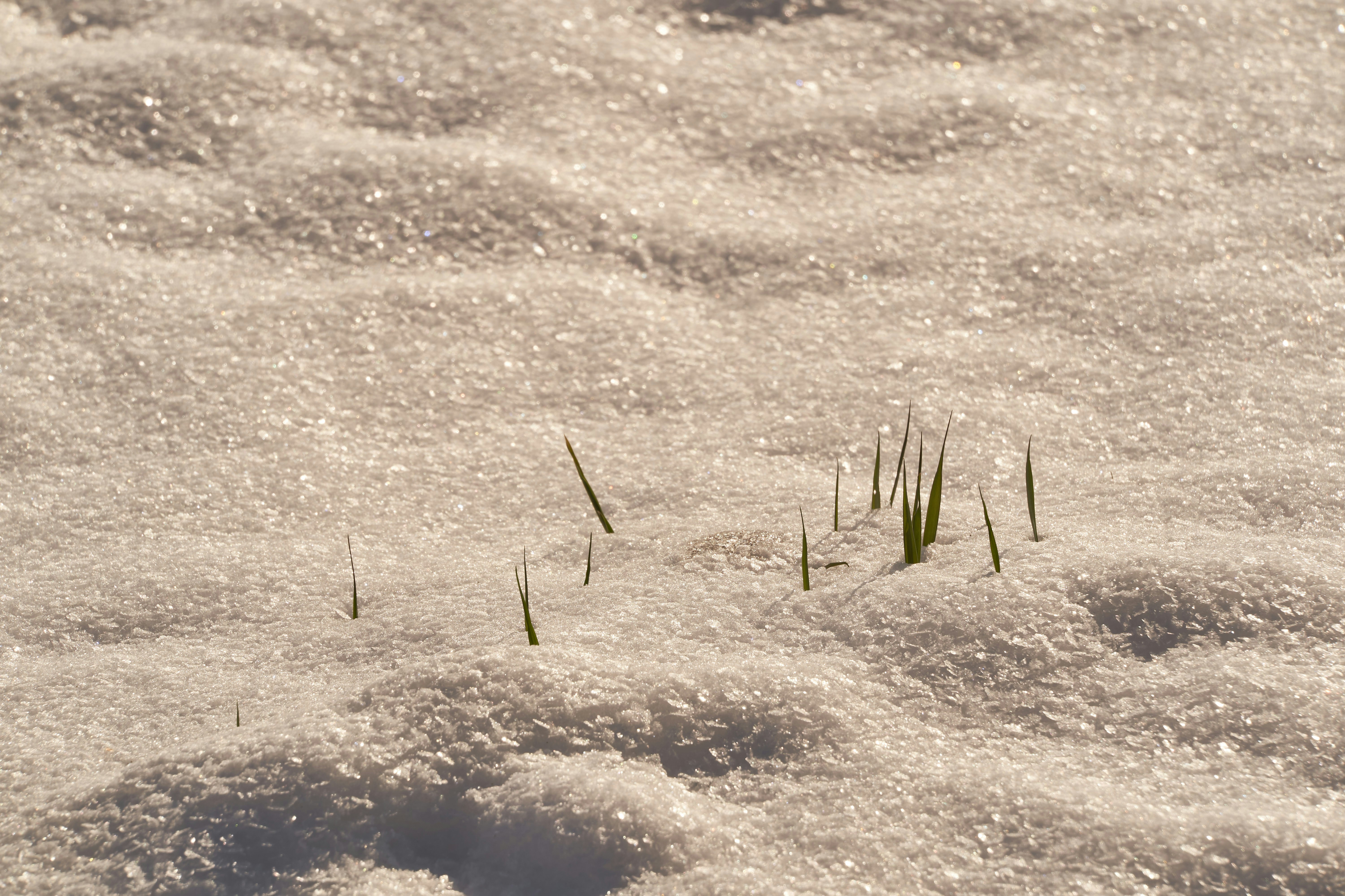 Verdant Fingers in Winter Snow
