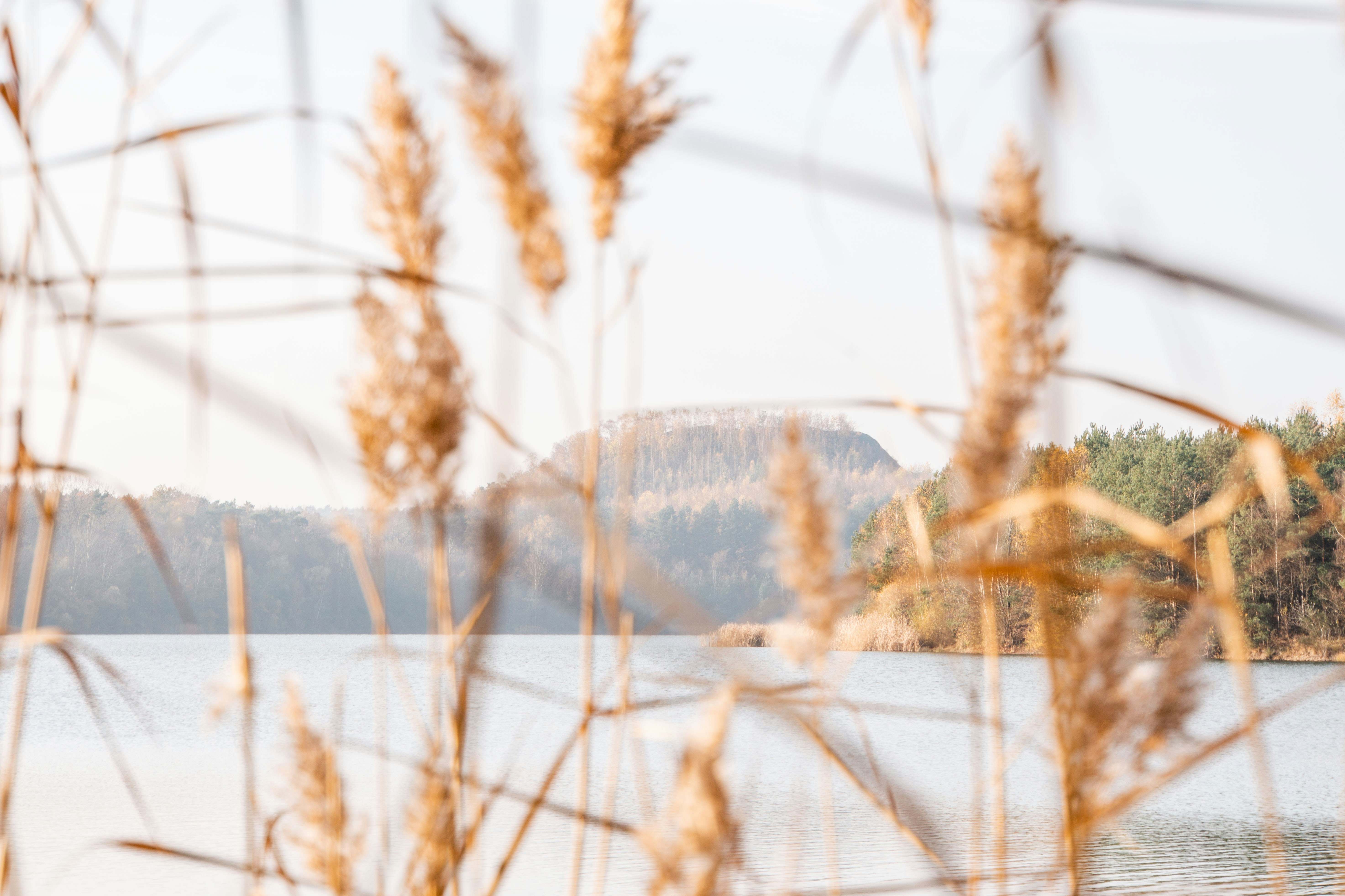 Distant Ridge Framed by Golden Reeds over a Serene Lake