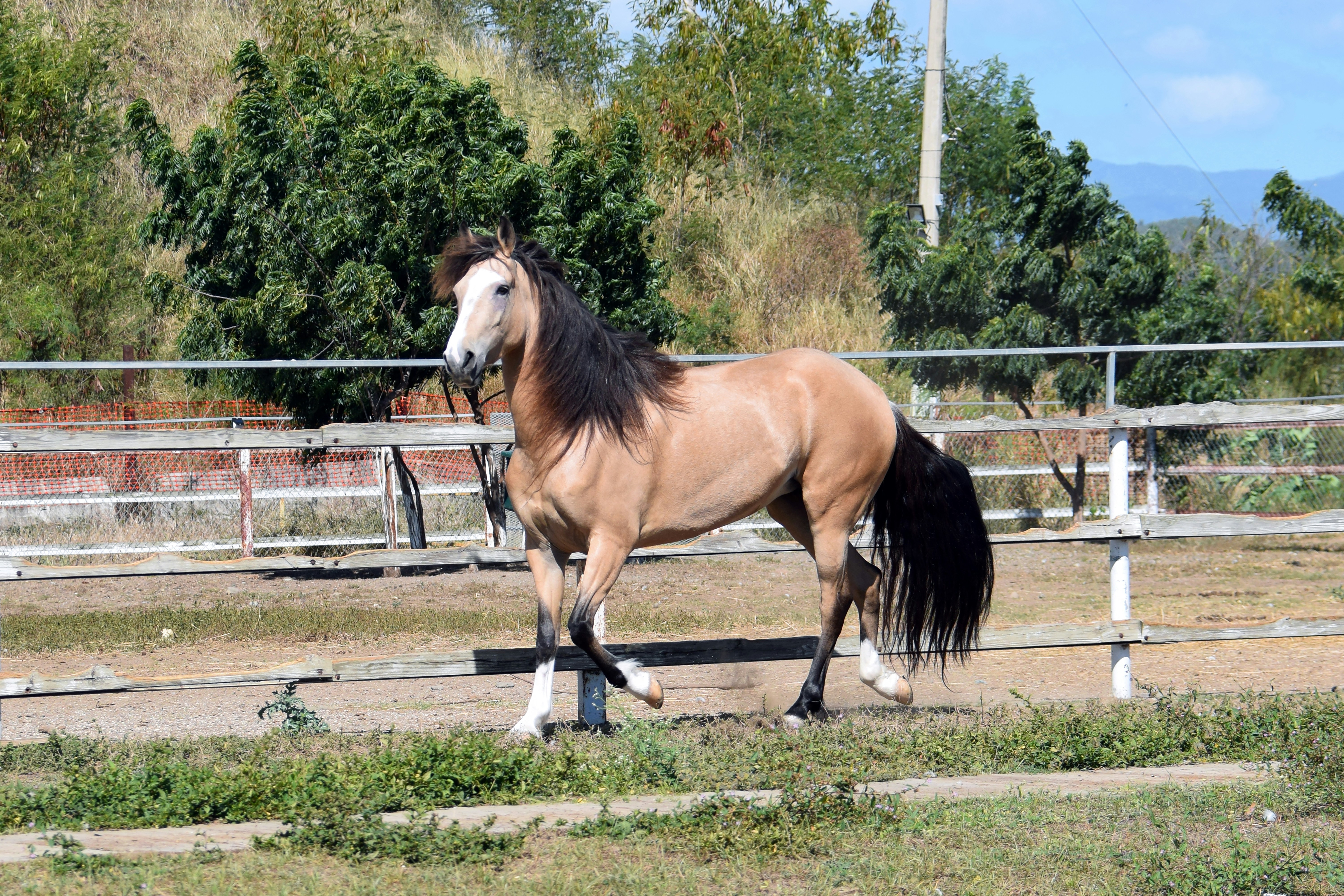 Palomino in a Sunlit Paddock: Steady Gaze Beyond the Rails