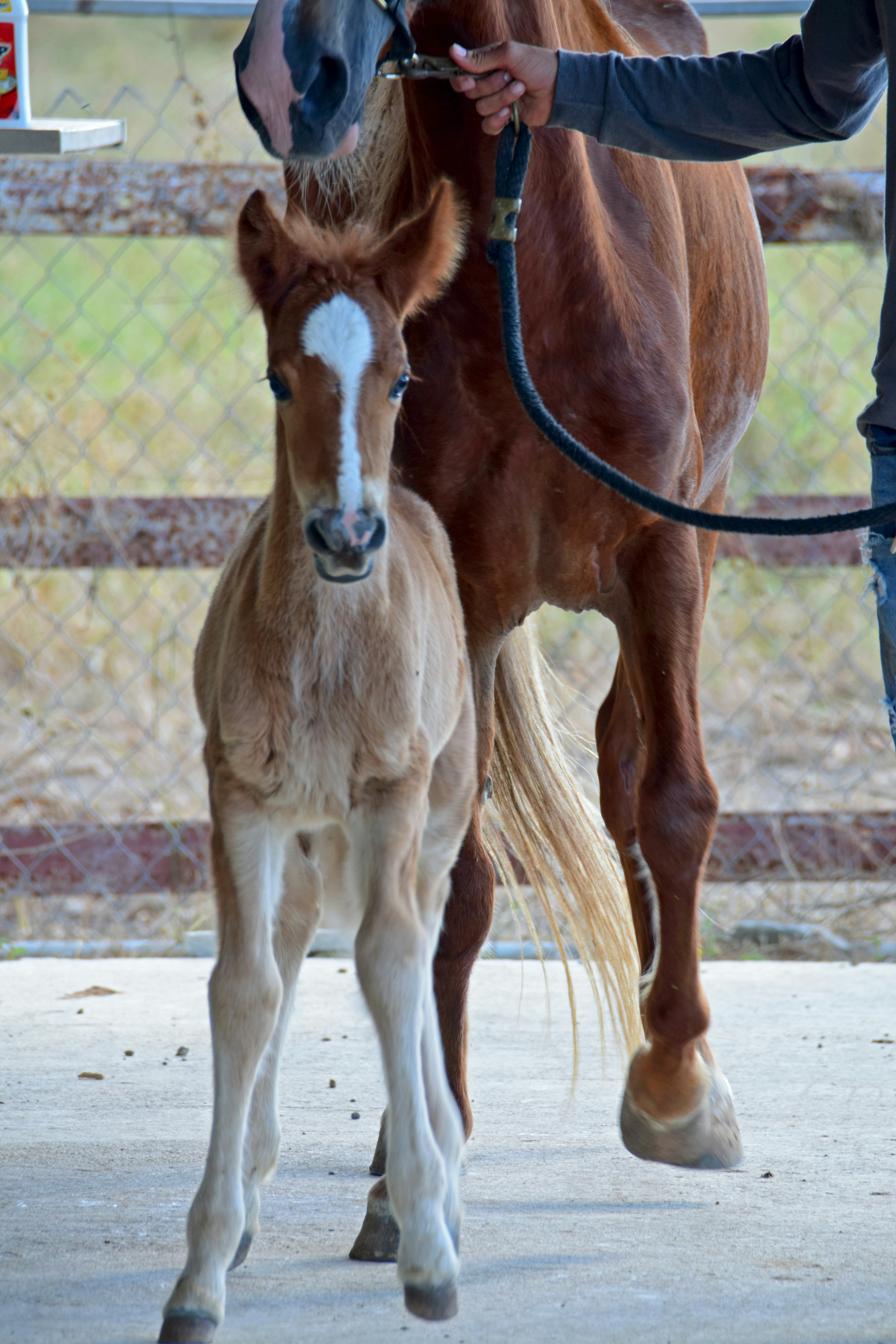 First Steps in the Paddock: A Foal Guided by a Hand
