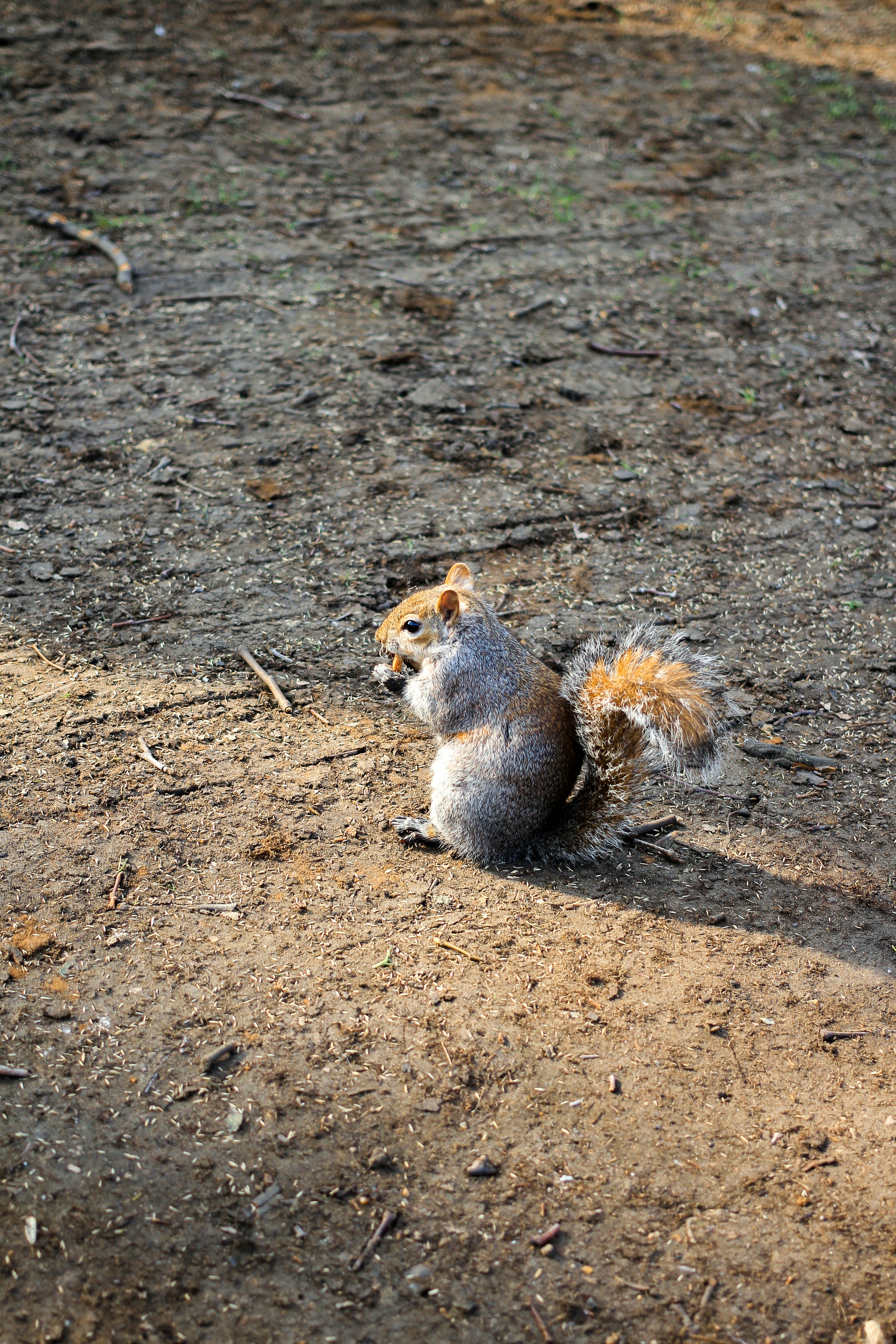 Squirrel in sunlit patch: a quiet moment on the forest floor