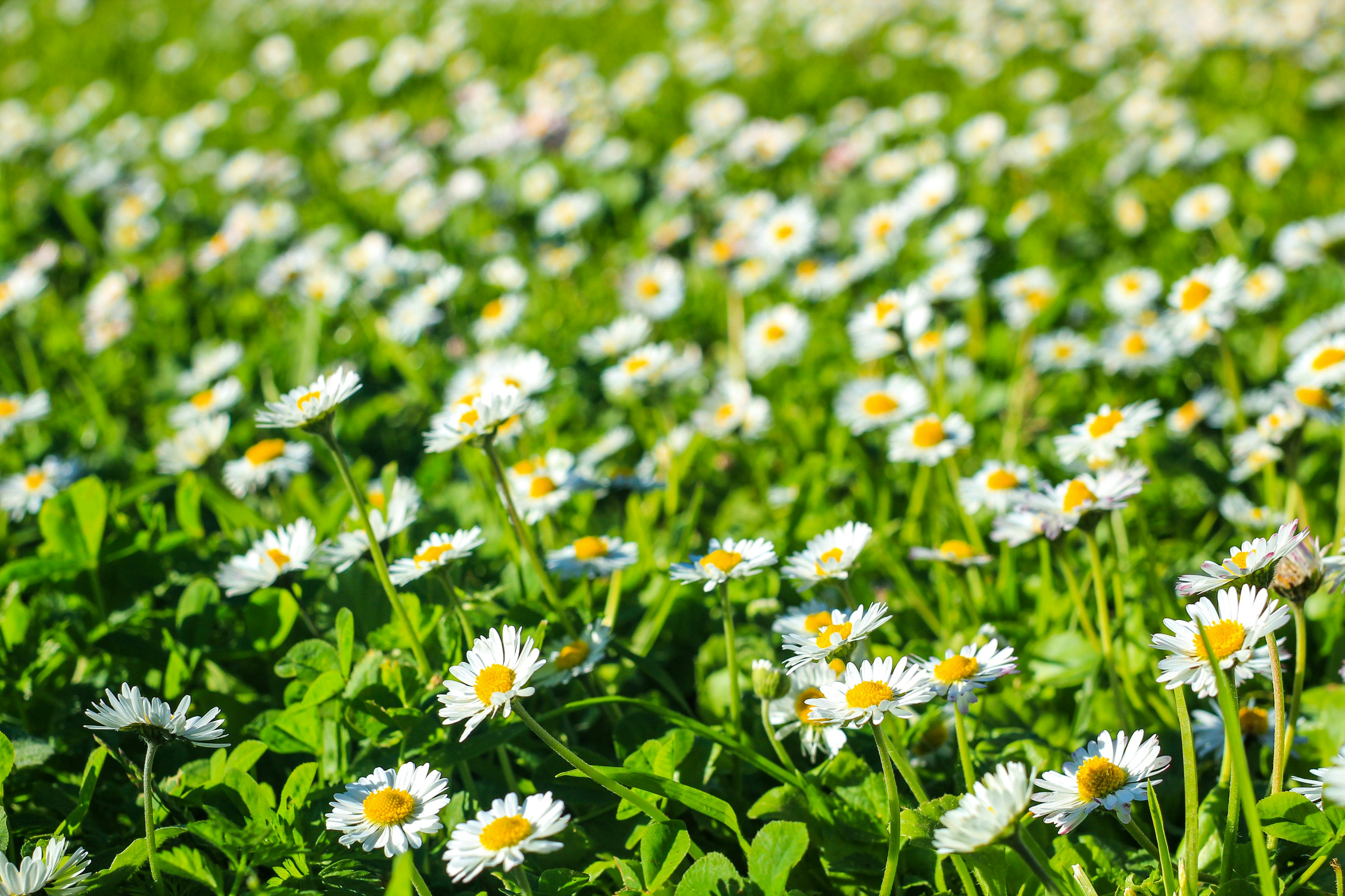 Daisy Field Pictures | Download Free Images on Unsplash