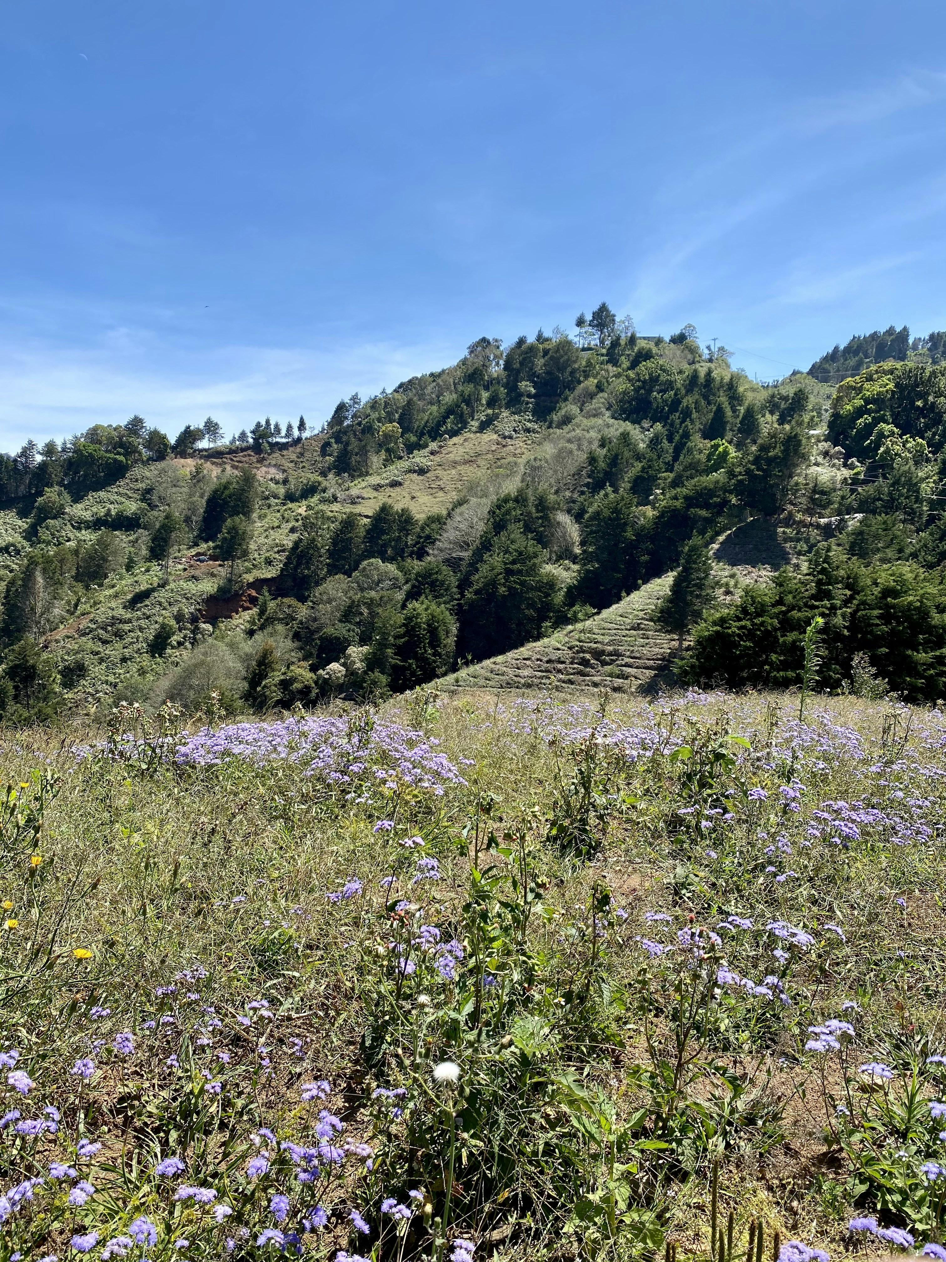 Terraced Hillside in Bloom: Purple Wildflowers Meet a Quiet Alpine Sky