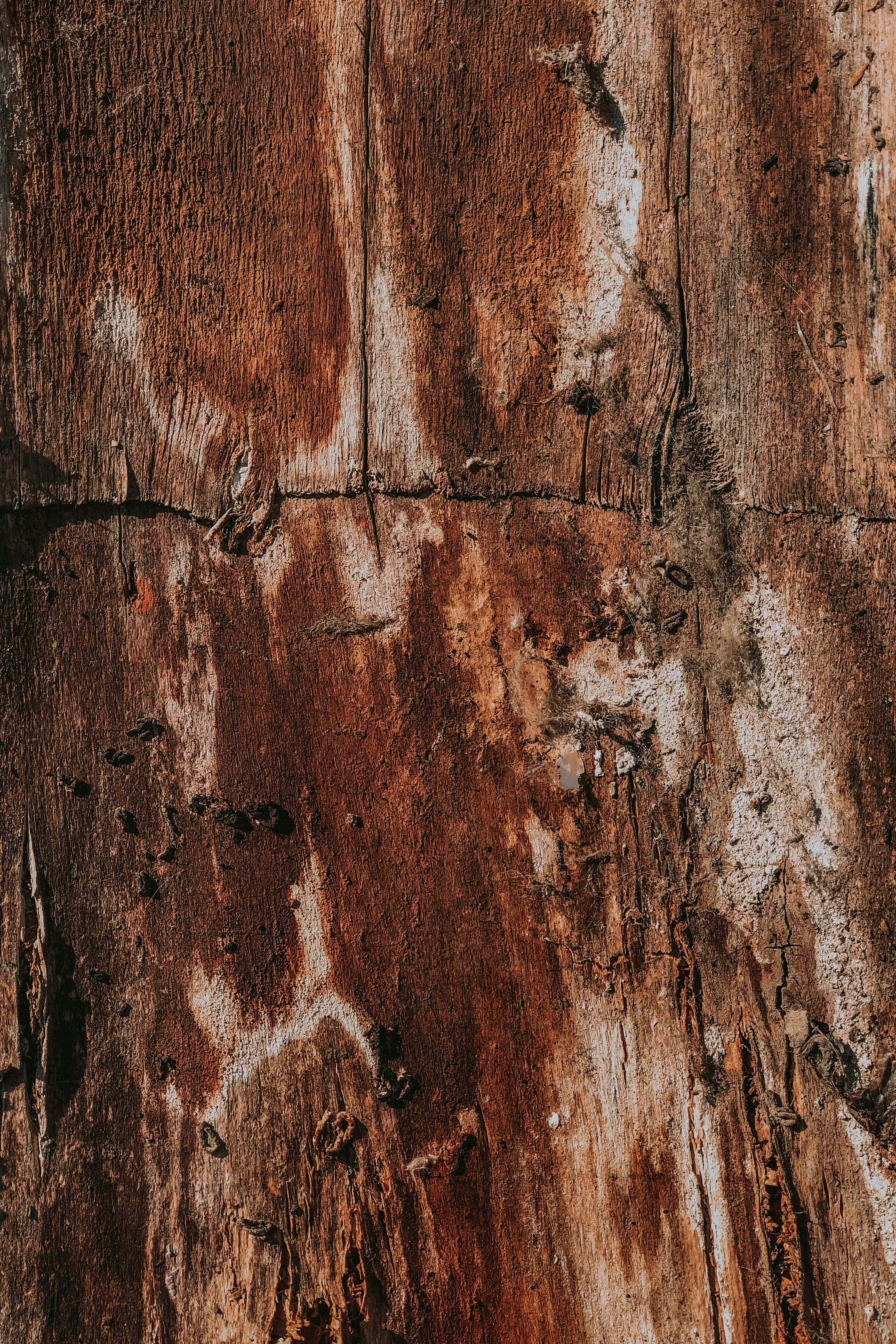 Textured close-up of weathered wood showcasing intricate patterns and rich earthy tones.