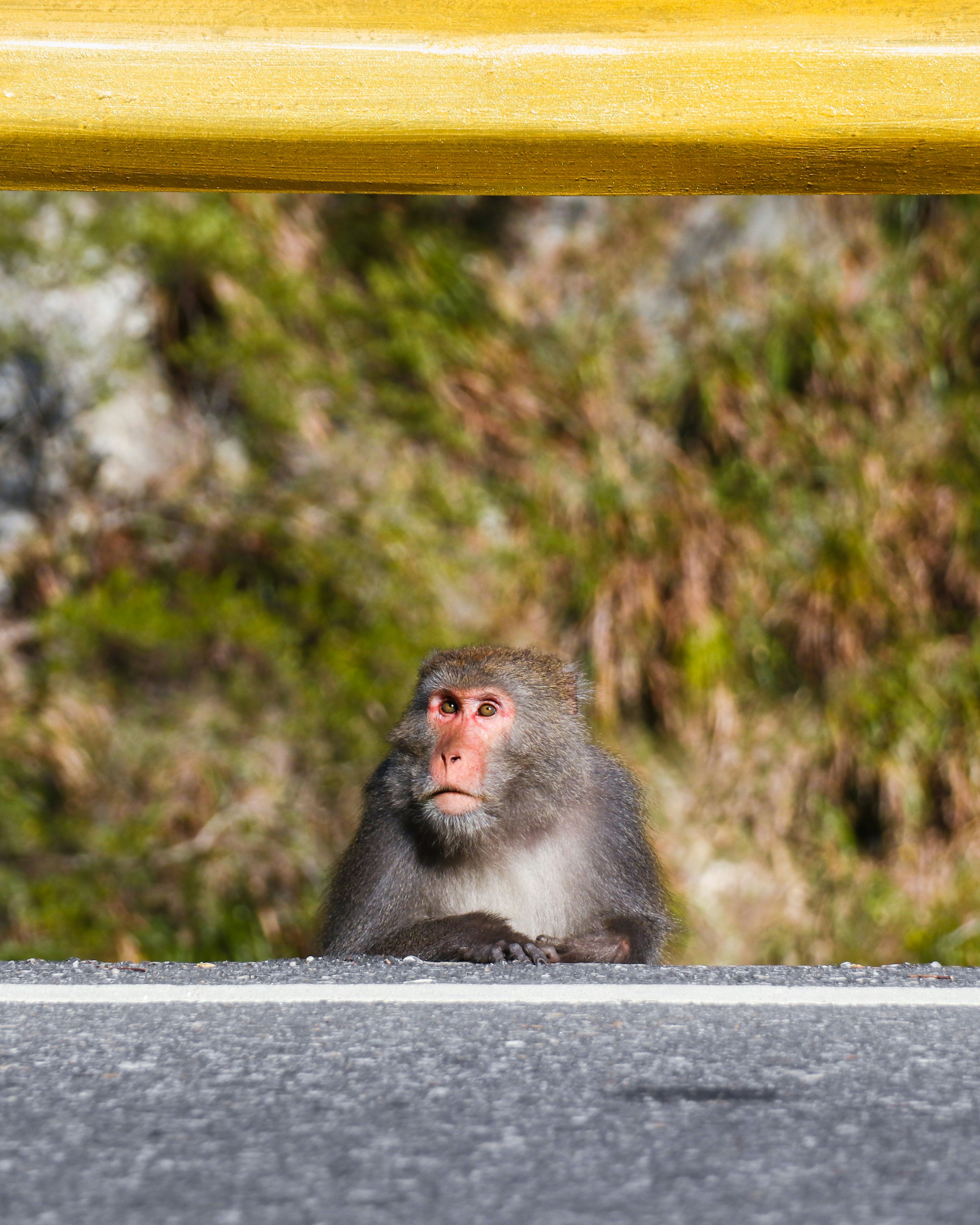 Roadside Watcher: A macaque studies the road beneath a sunlit yellow rail
