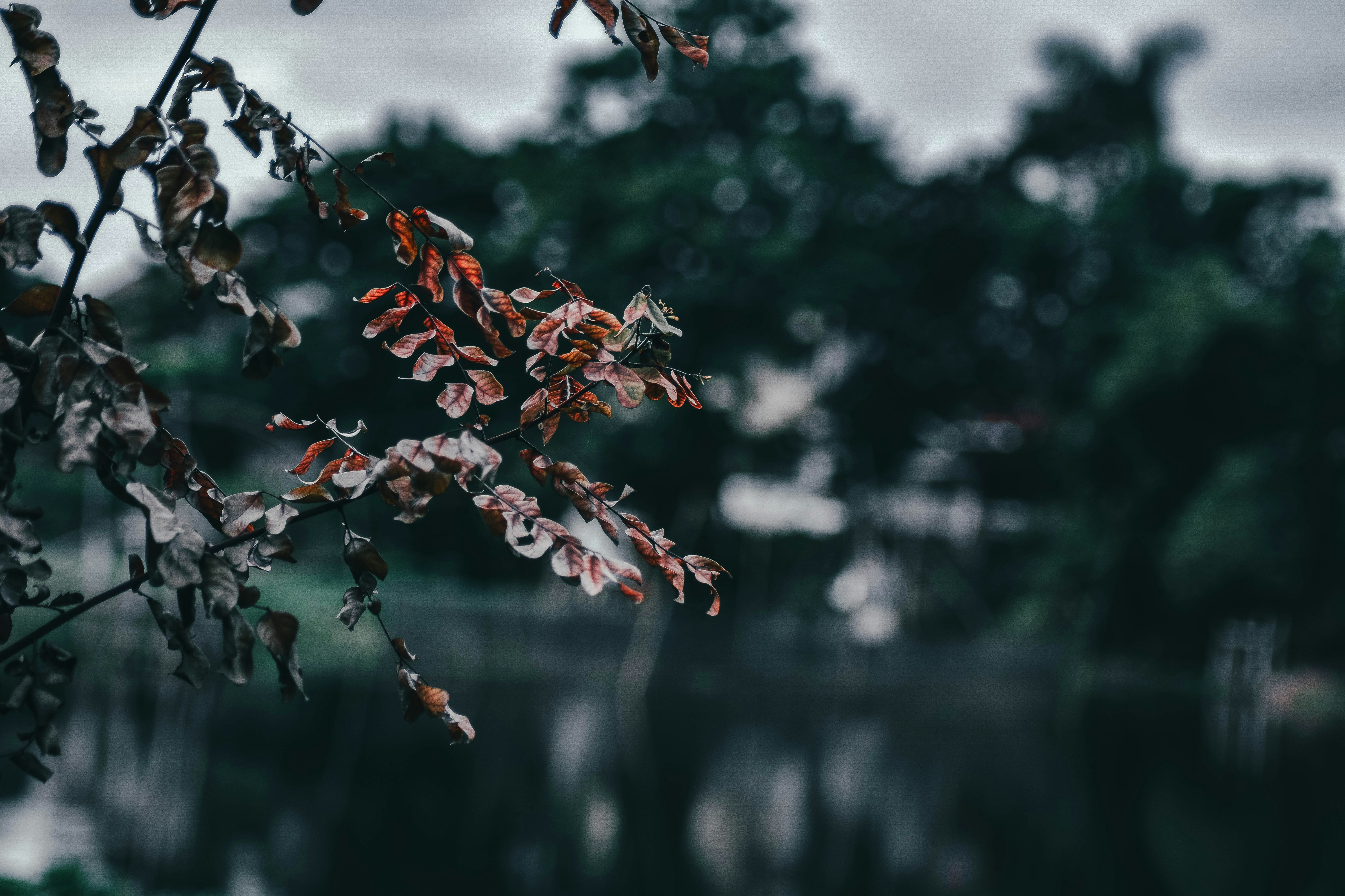 Autumn leaves hang delicately over a blurred lake and forest backdrop.