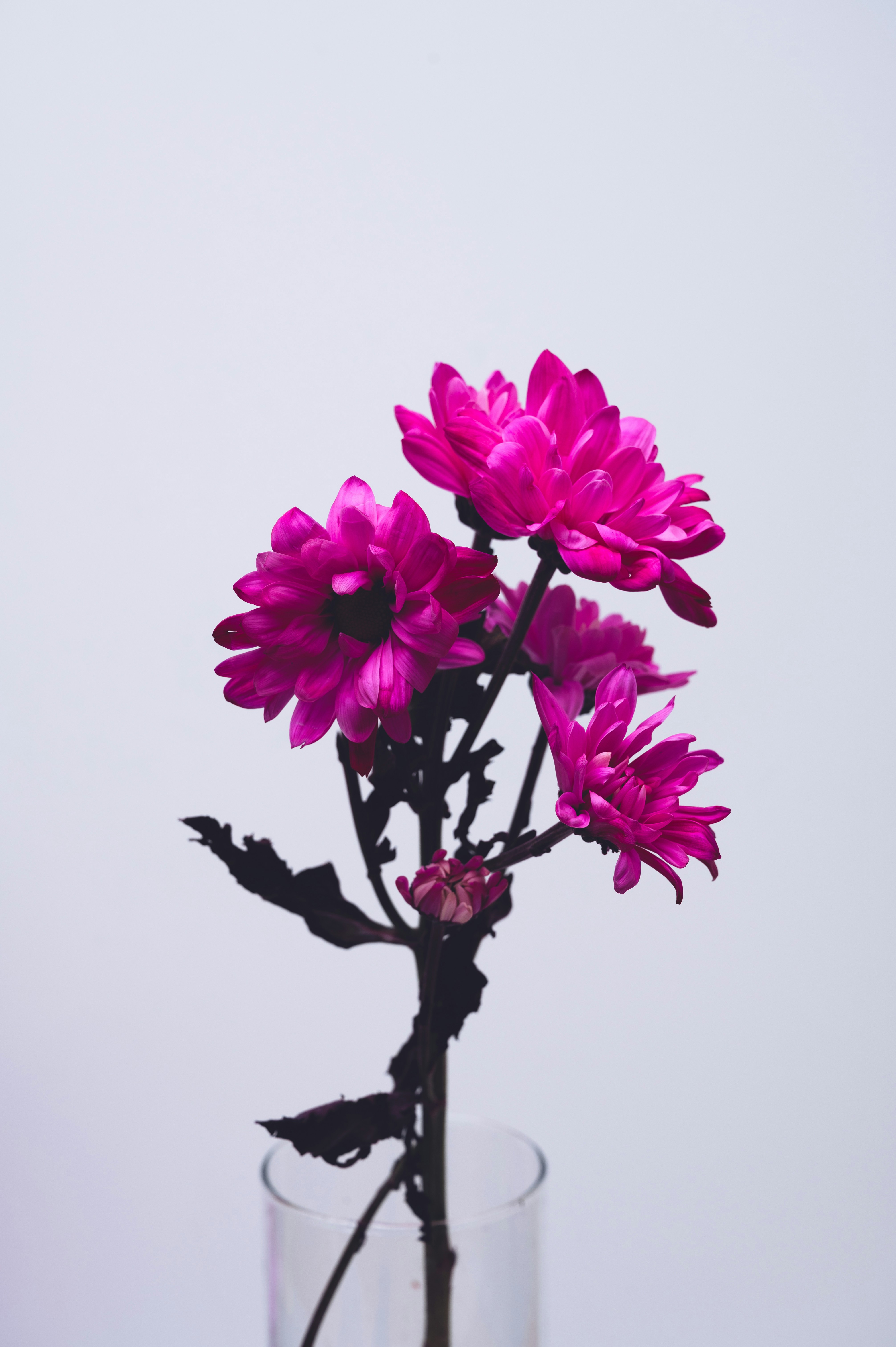 Magenta Flowers Pictures | Download Free Images on Unsplash