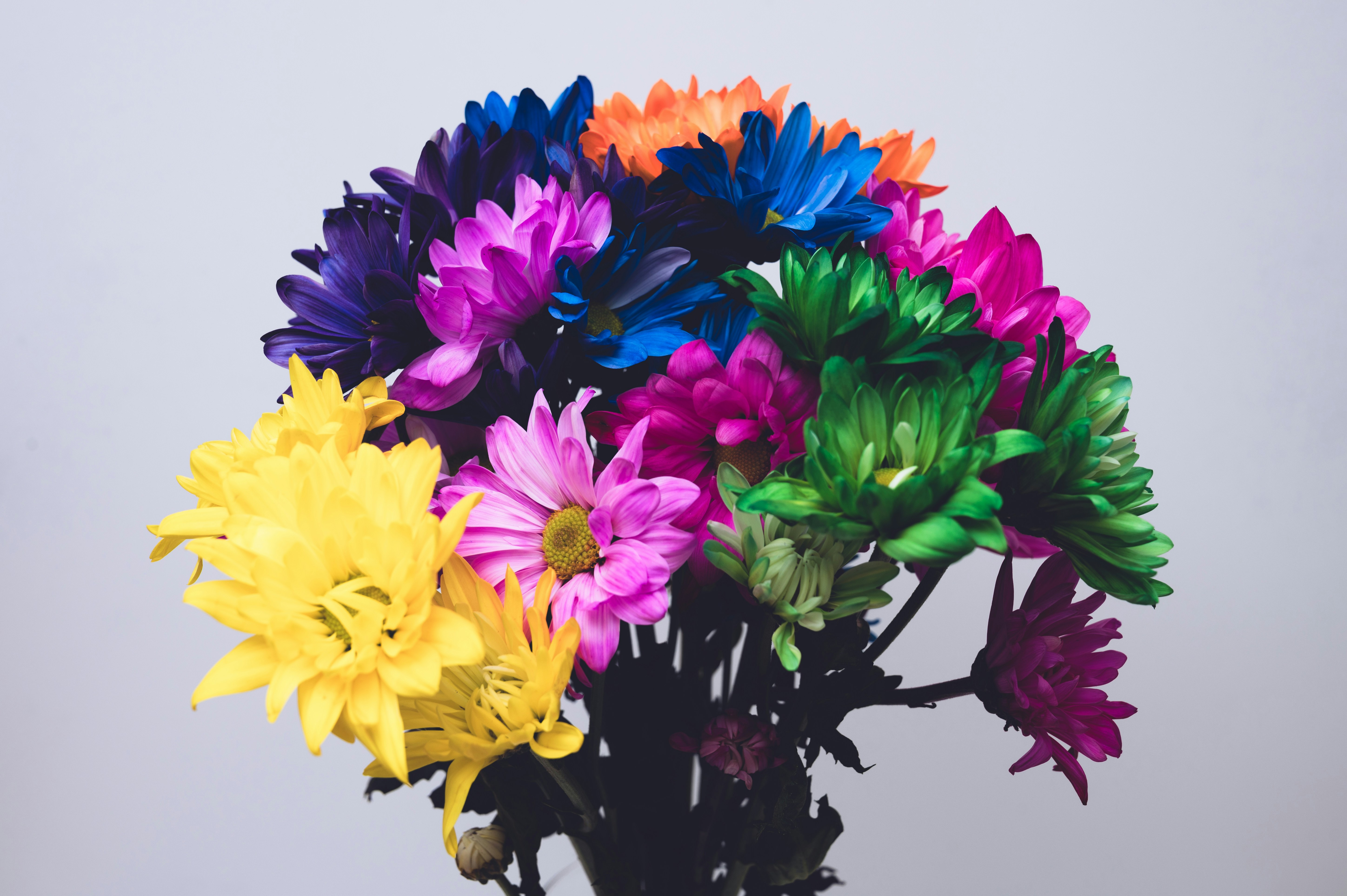 Chromatic Bloom: Rainbow Daisies in a Soft Studio Glow