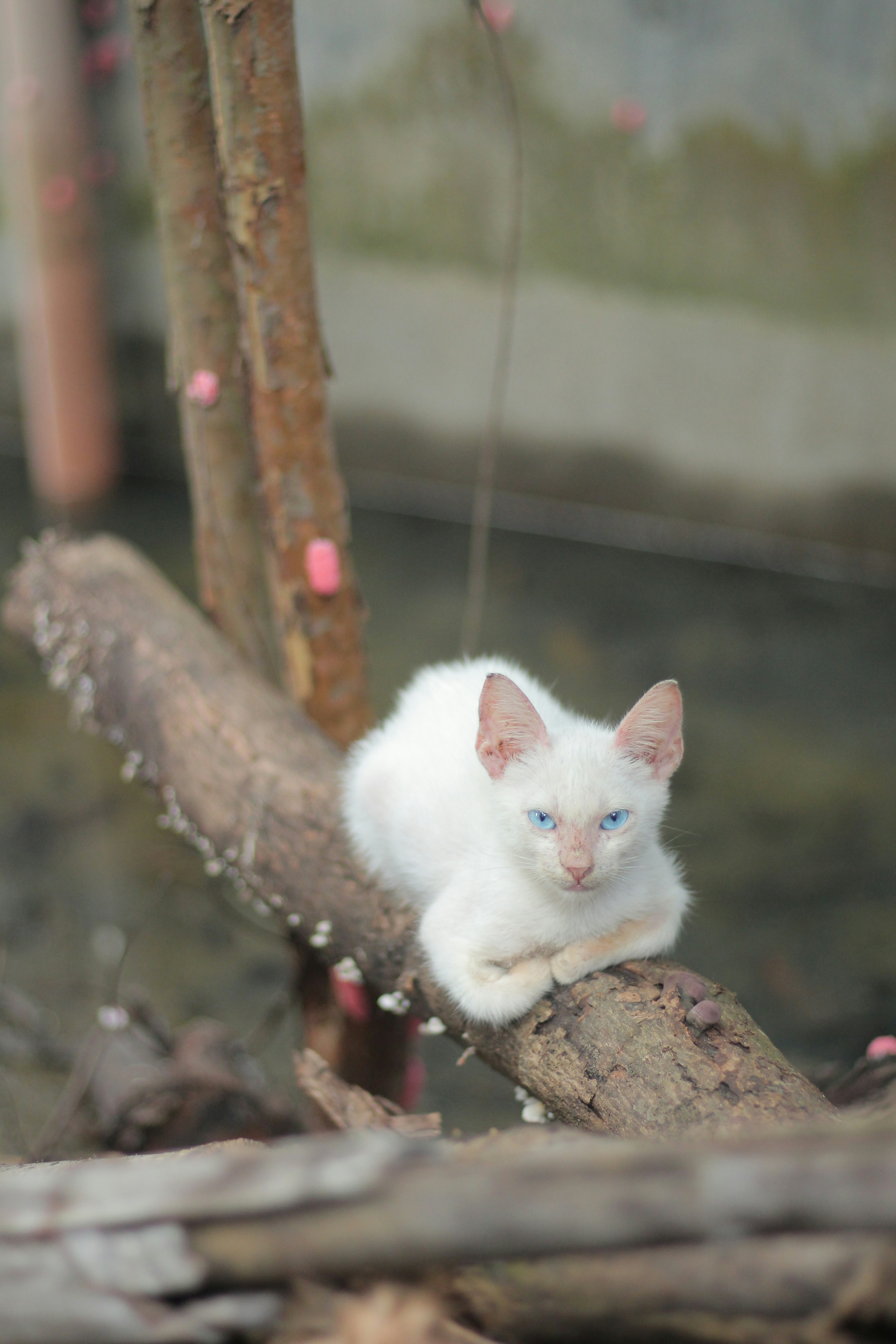 Lost cat