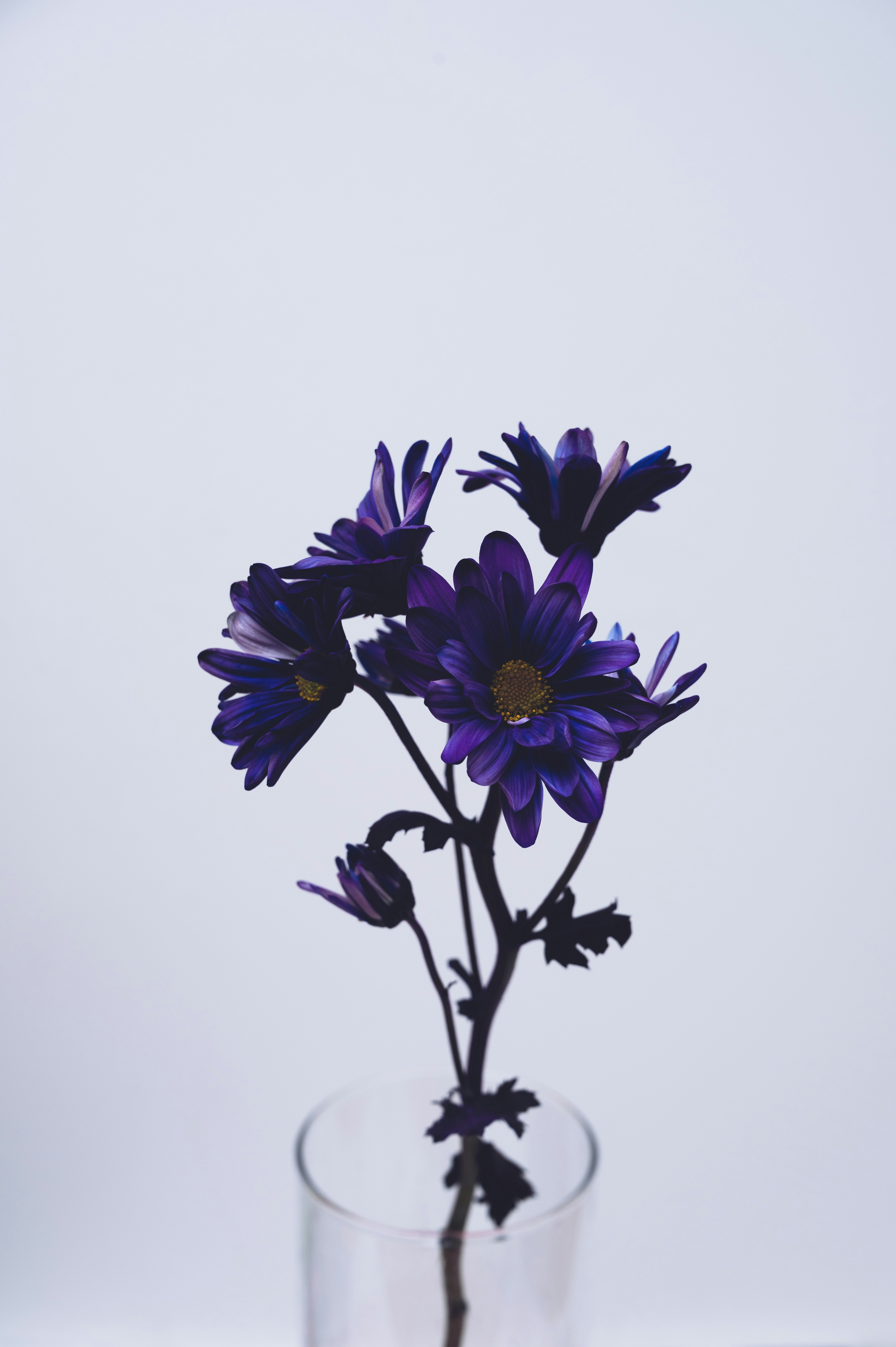 Vivid purple flowers with green leaves in a clear glass vase against a soft background.