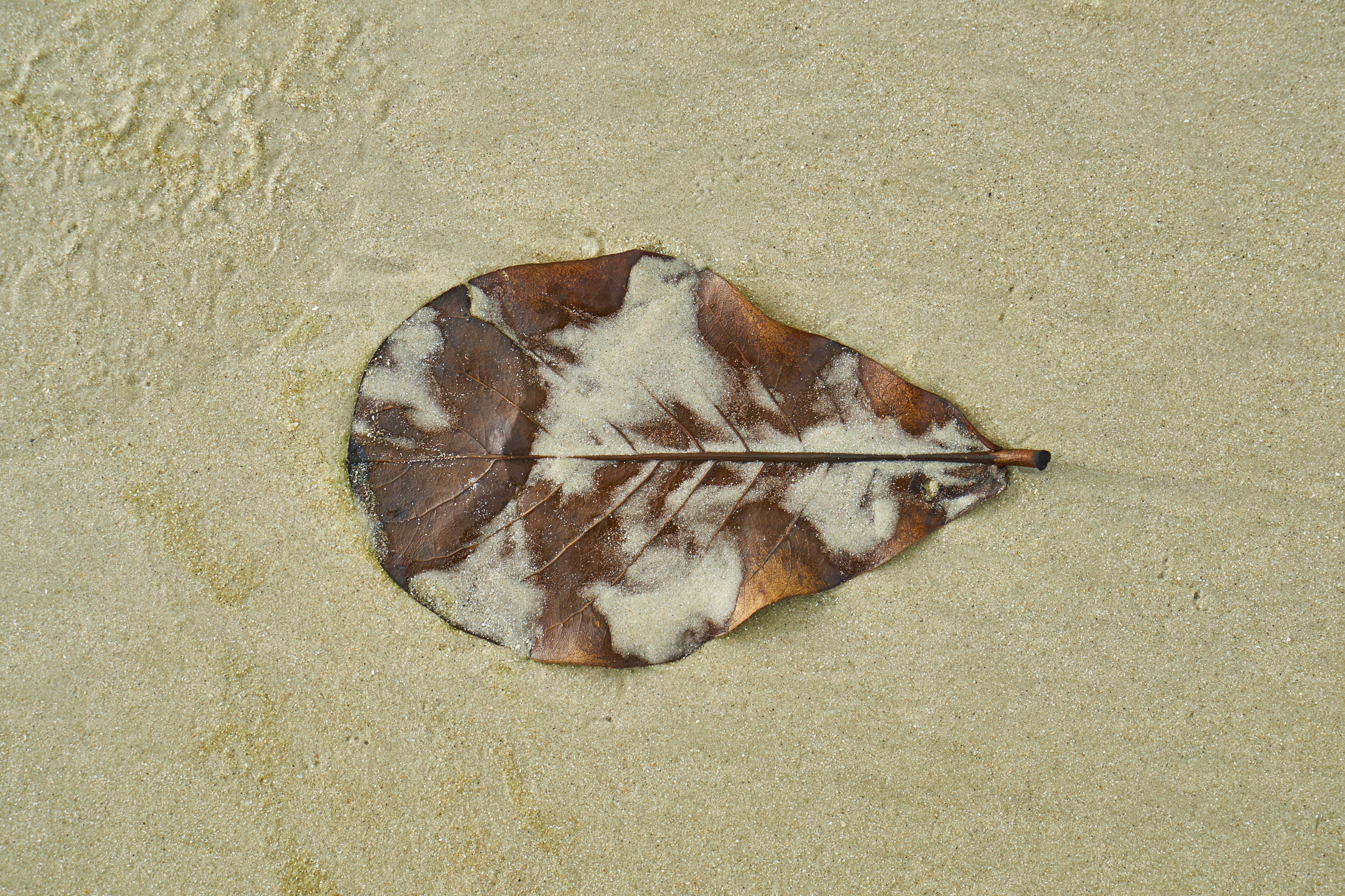 Veined Drift: A Brown-and-White Leaf Resting on Desert Sand