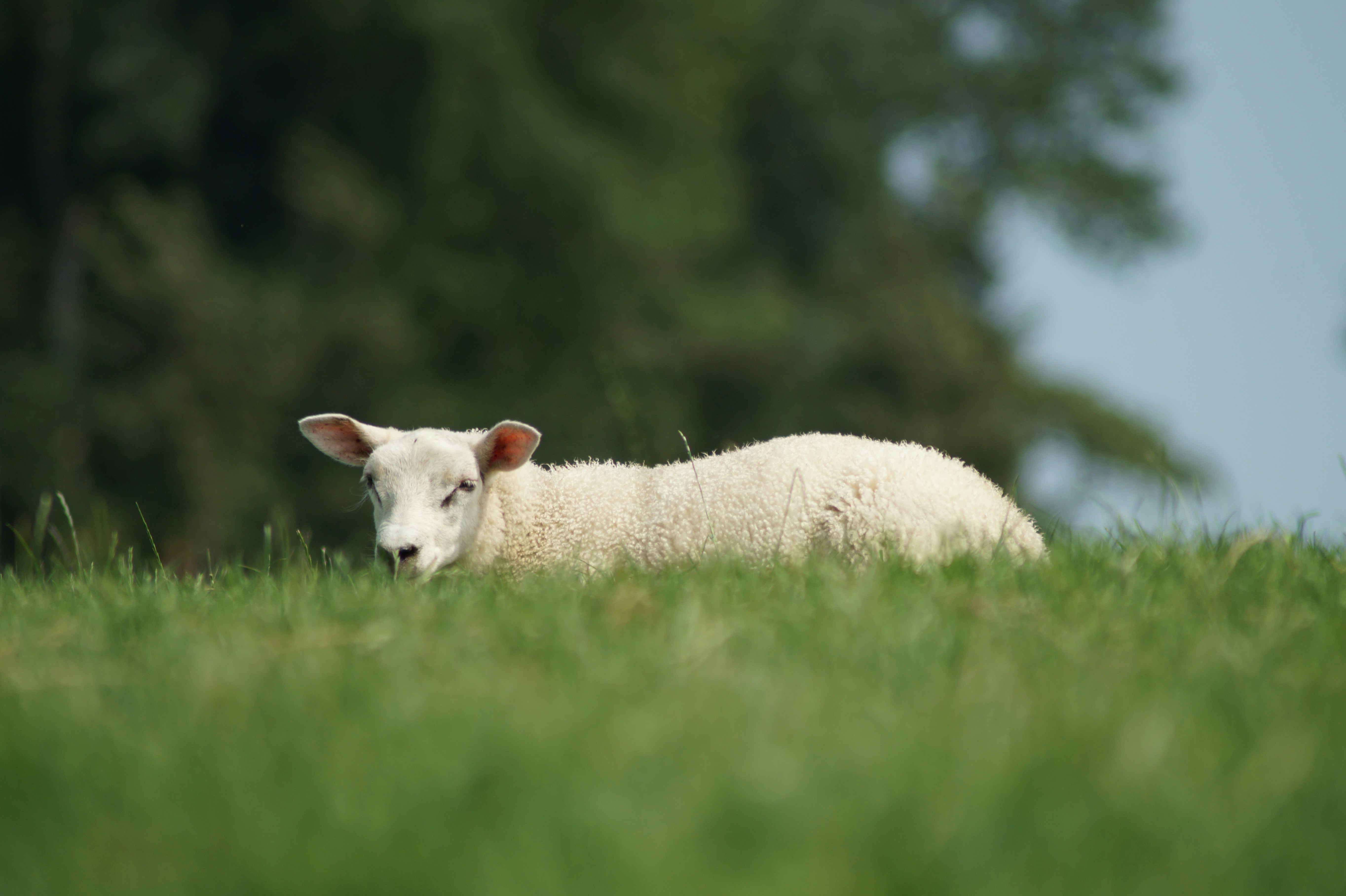 A young sheep resting in a lush green field, surrounded by soft grass and dappled sunlight. The serene atmosphere highlights the tranquility of rural life.