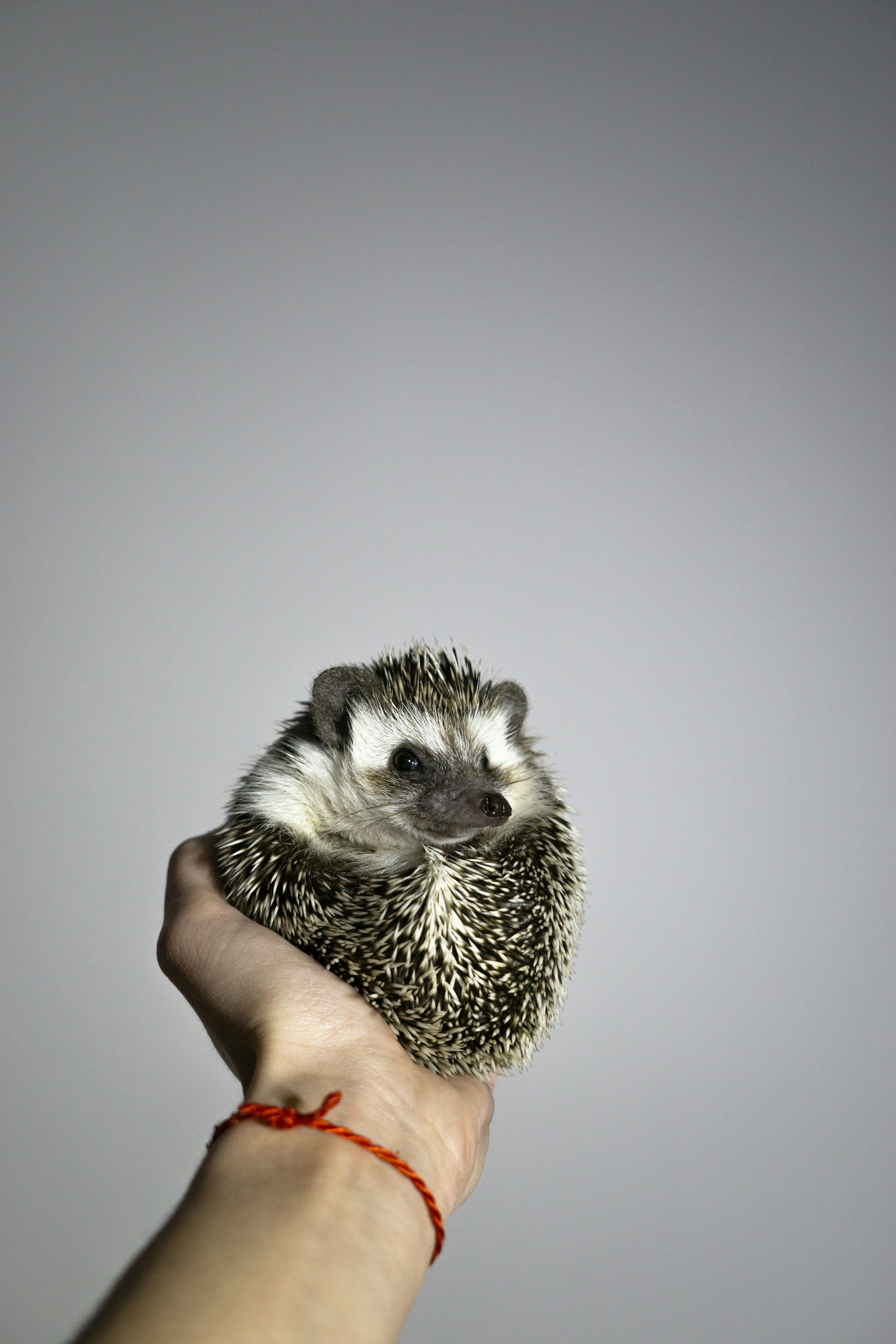 Cradled Hedgehog Portrait in Soft Studio Light