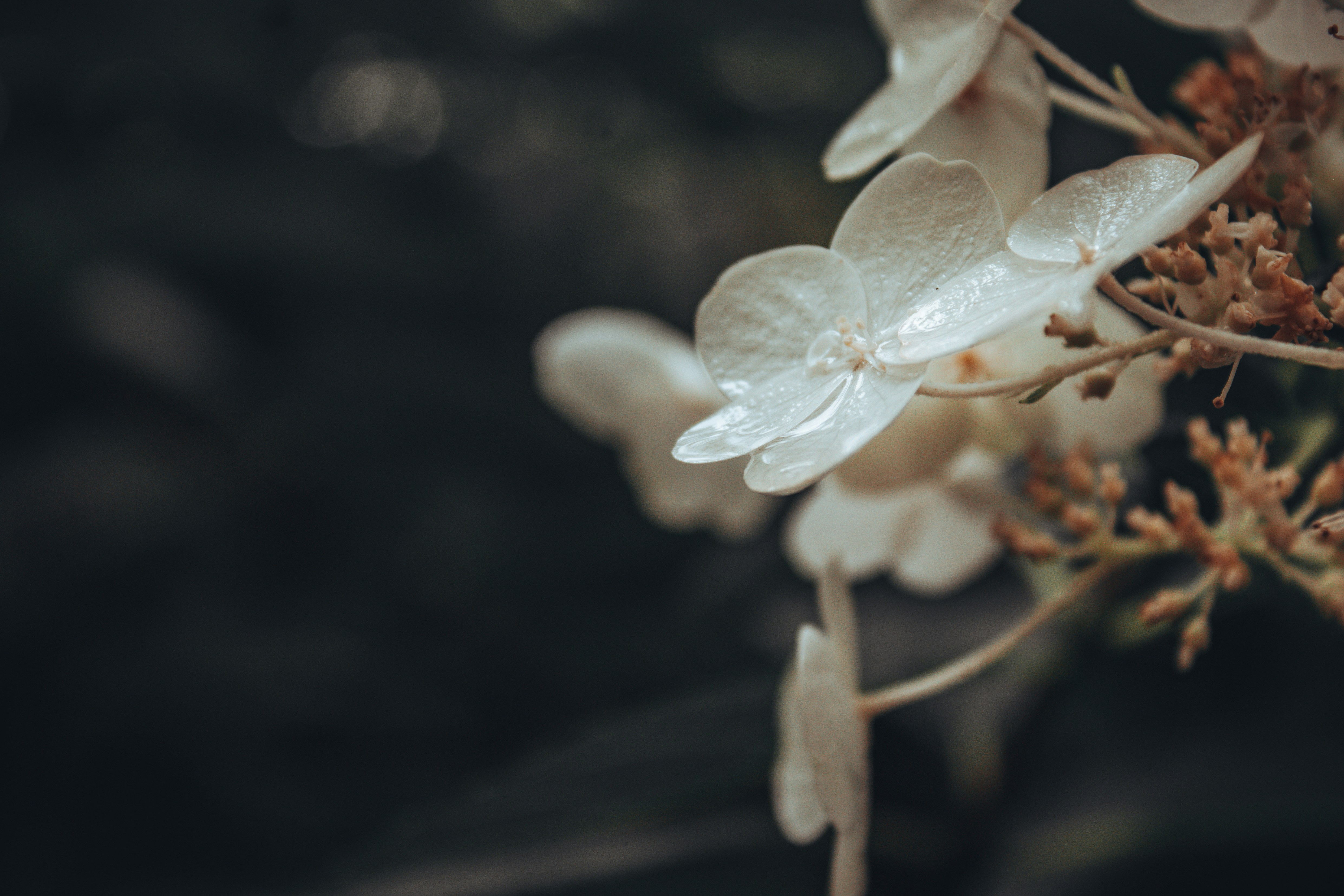 Close-up of white hydrangea flowers against a softly blurred background, highlighting their intricate details and textures.