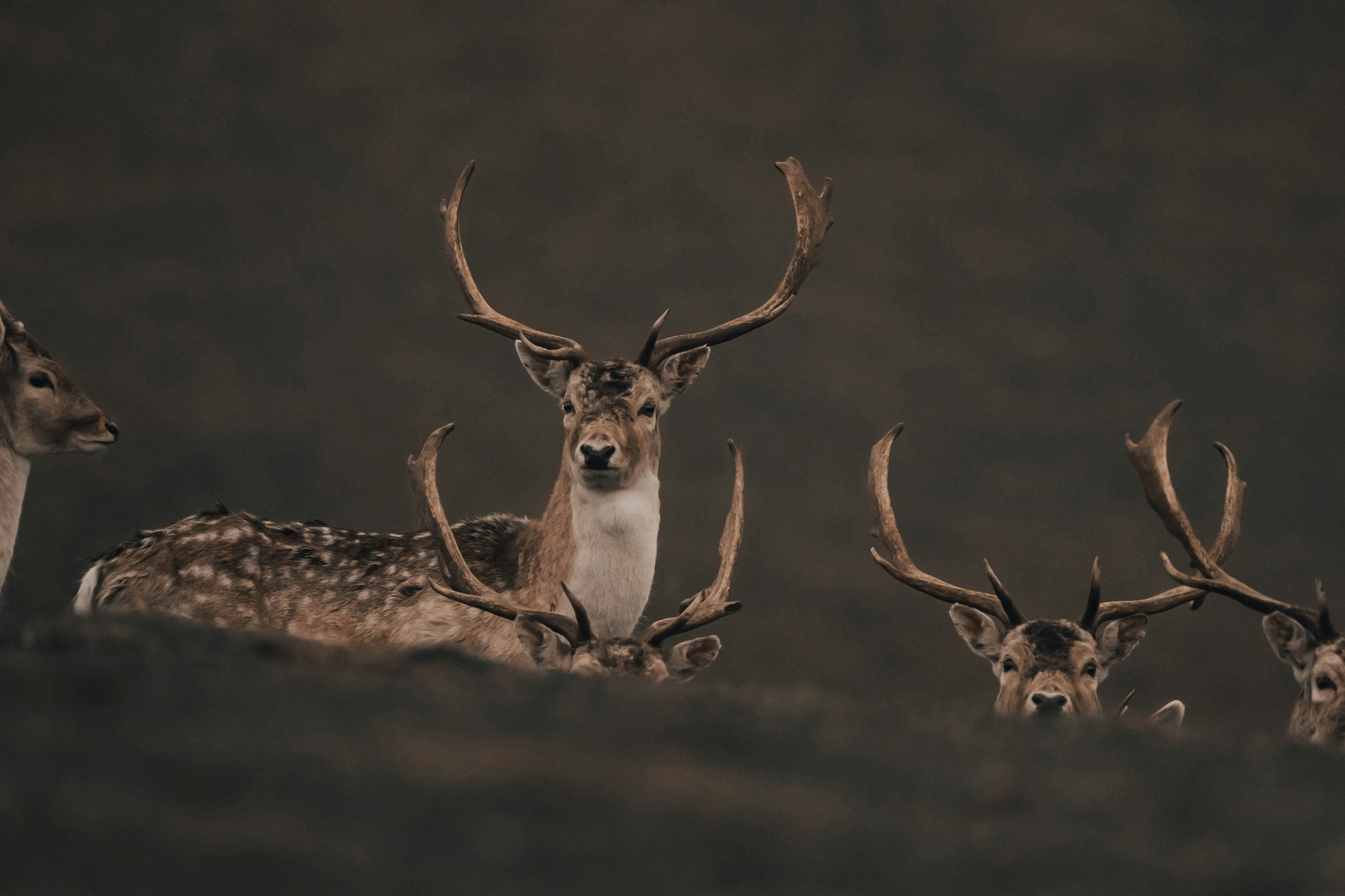 Majestic Antlers in the Mist