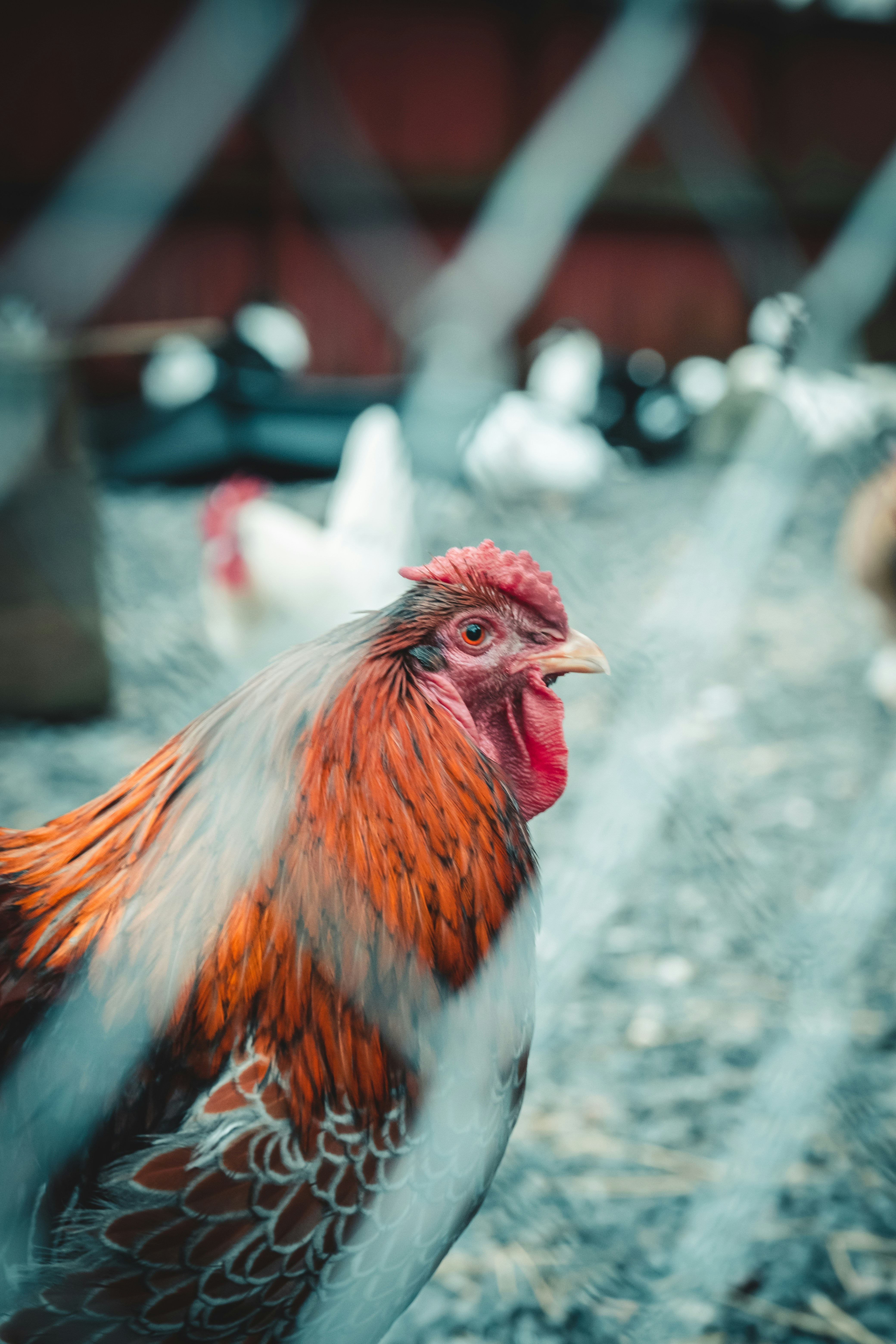 orange and white rooster in tilt shift lens