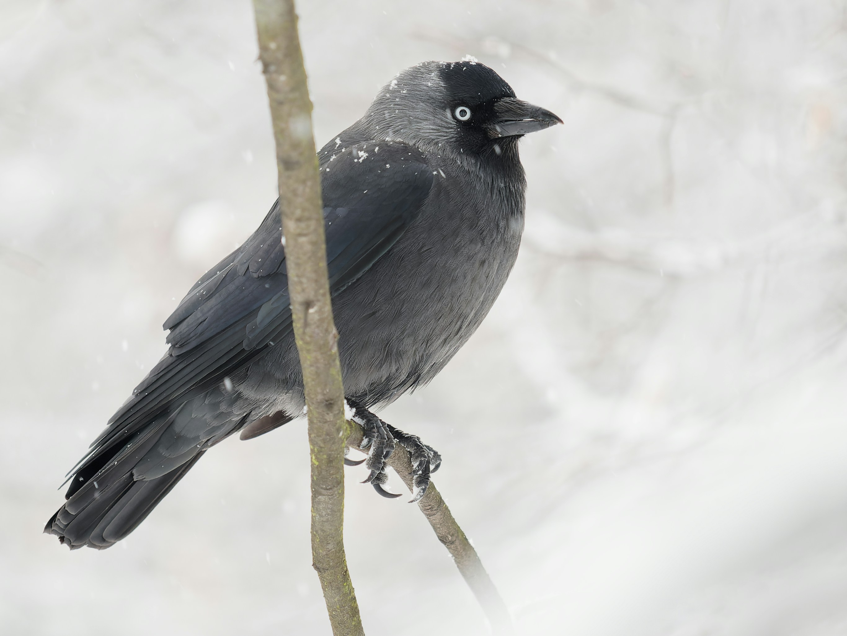 Jackdaw Pictures | Download Free Images on Unsplash