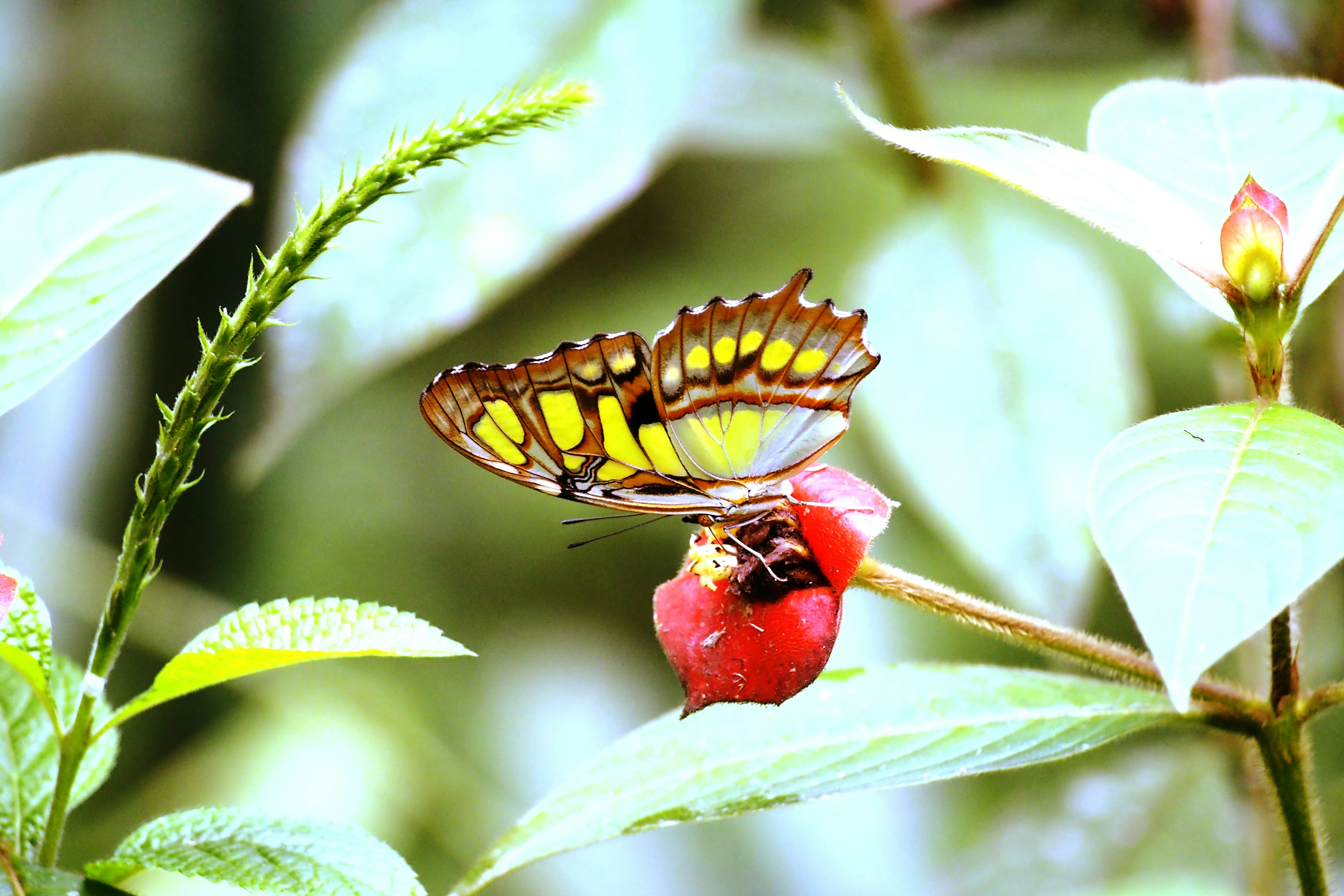 A yellow-and-brown butterfly perches on a red rosebud amid vivid green leaves.