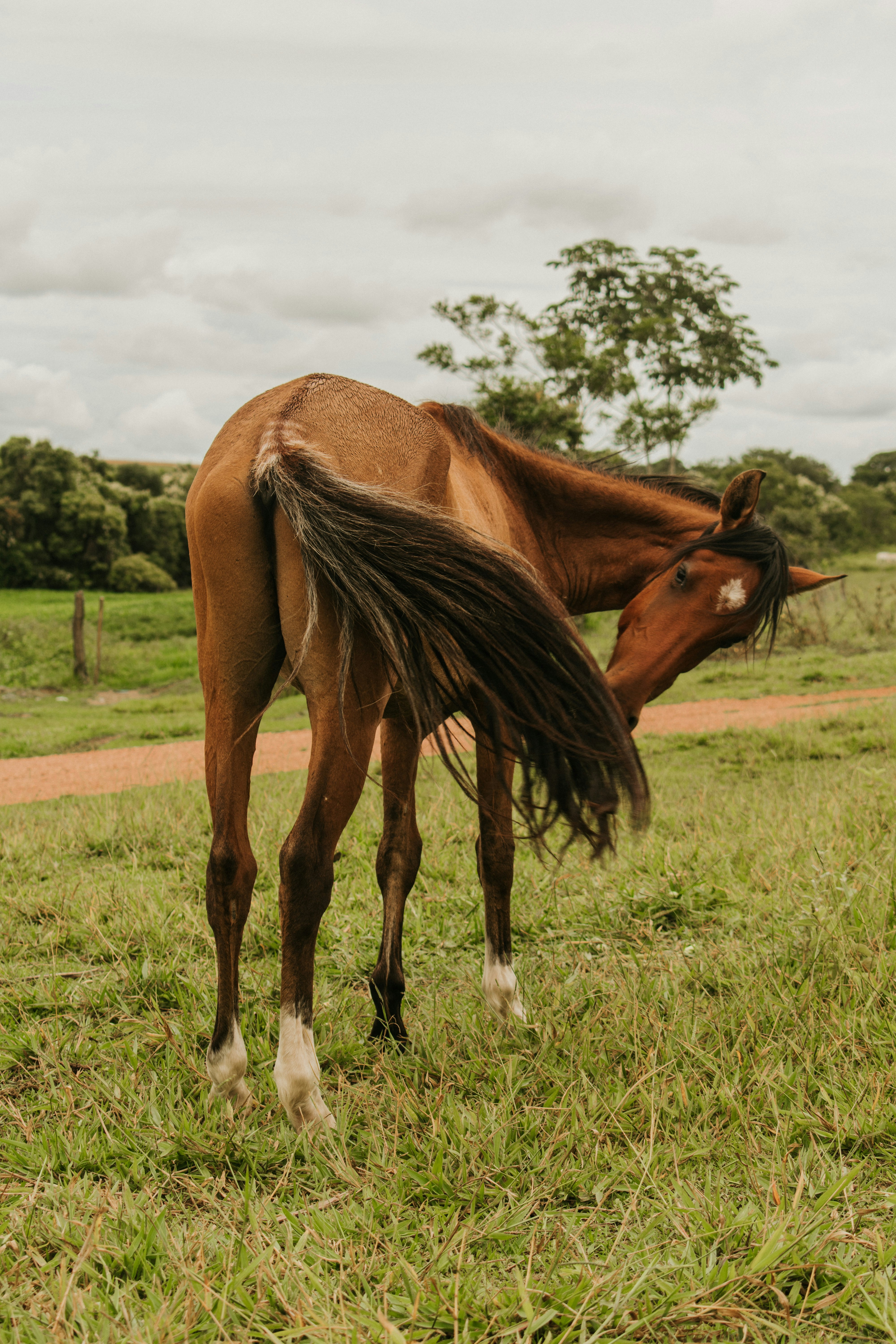 Pasture Pause: A Brown Mare Bends to Graze Under a Cloudy Sky