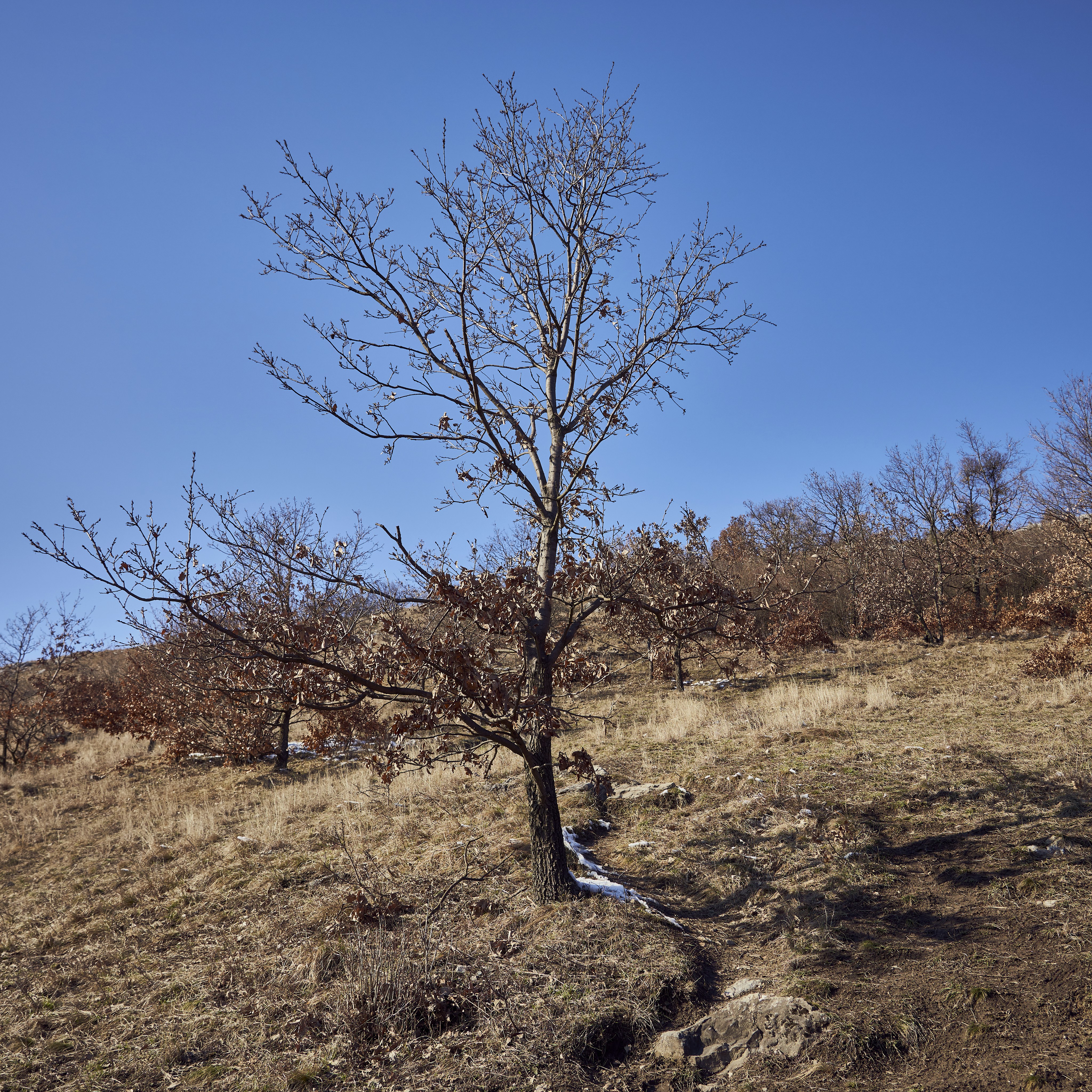 Winter Orchard Sentinel under a Clear Blue Sky
