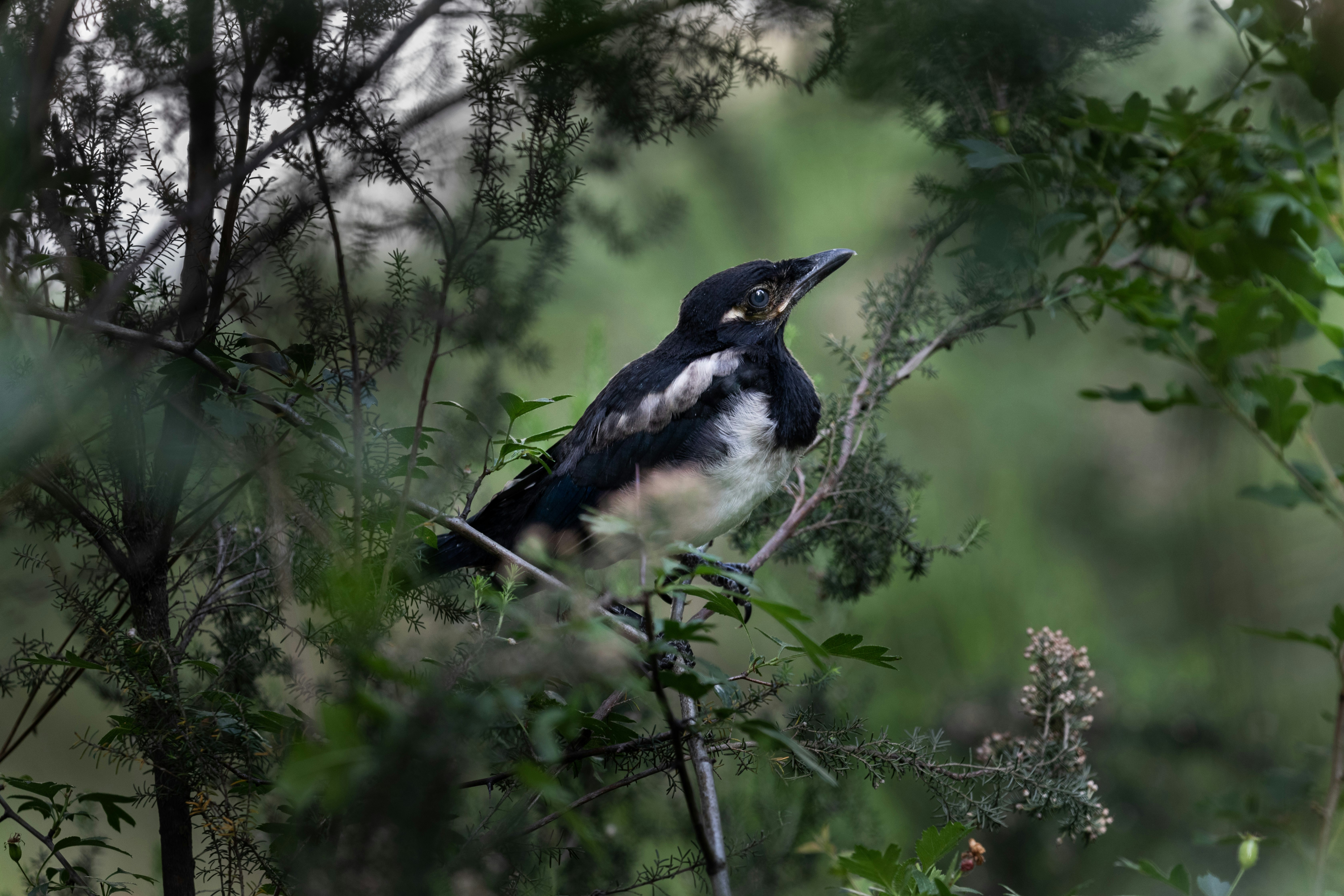 A black and white bird perched on a branch, surrounded by lush green foliage, observing its surroundings intently.