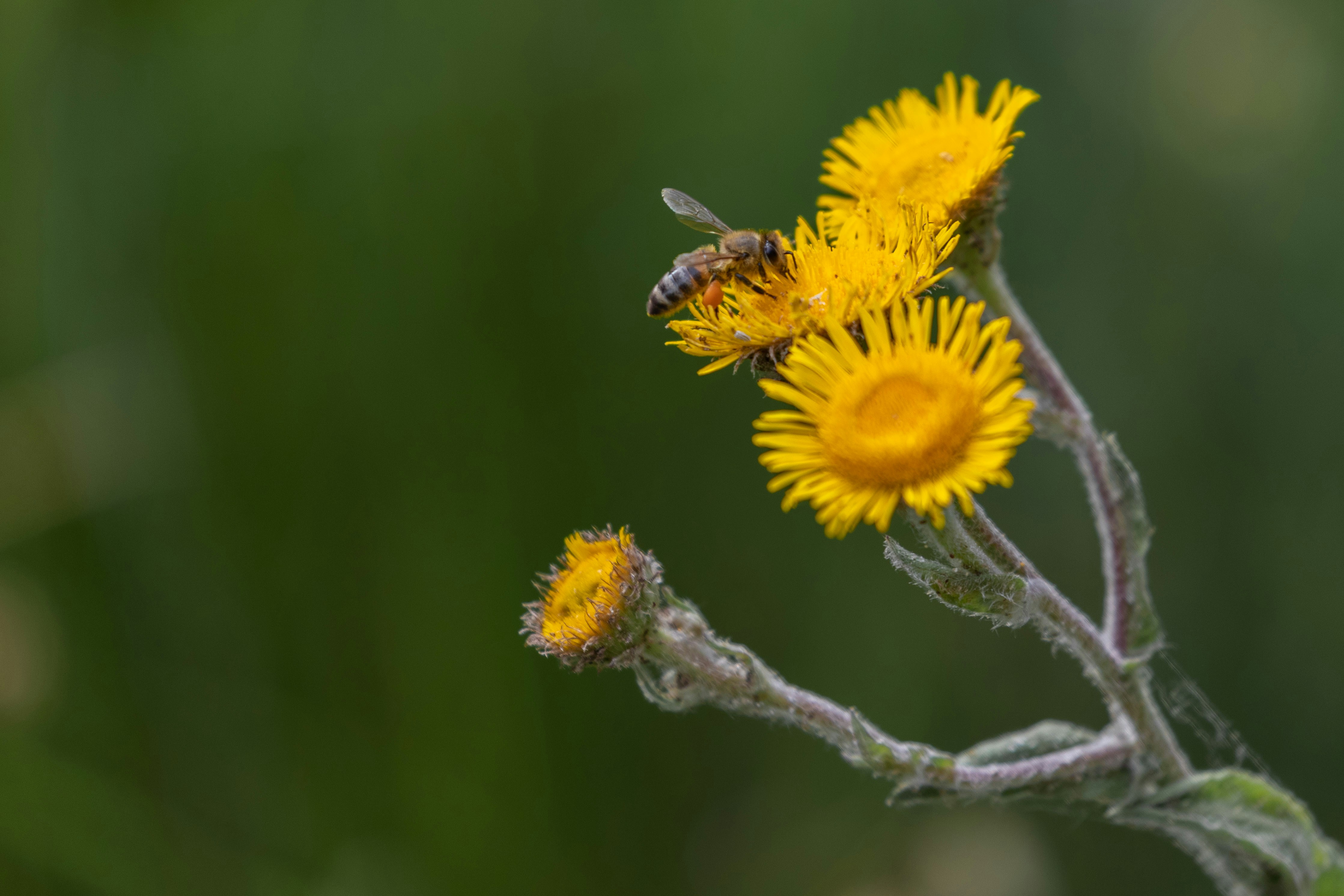 A bee collects nectar from vibrant yellow flowers, showcasing the intricate relationship between pollinators and flora. The lush green background enhances the scene's natural beauty.