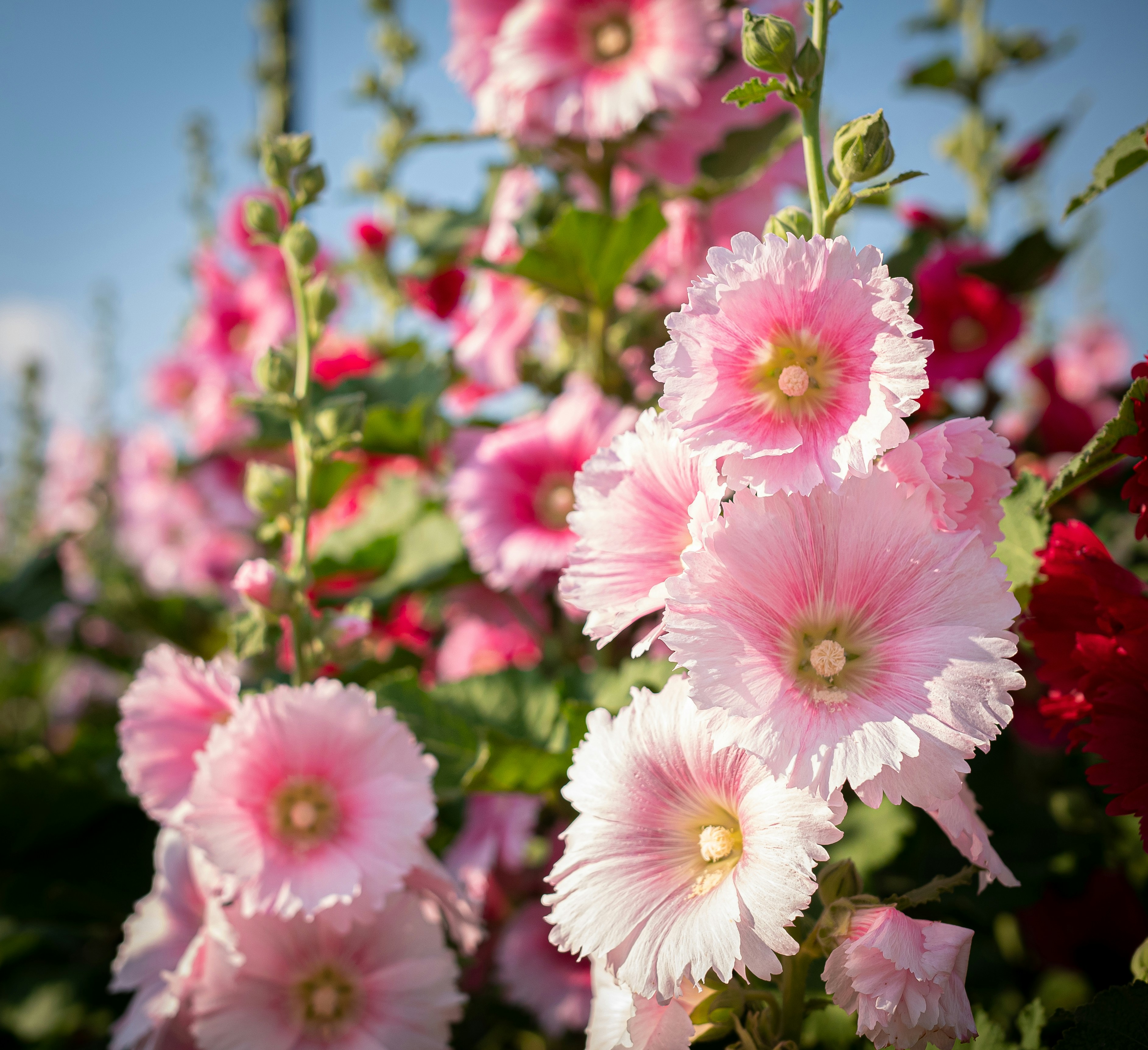 Petal Crescendo: A Sunlit Close-Up of Pink Hollyhocks