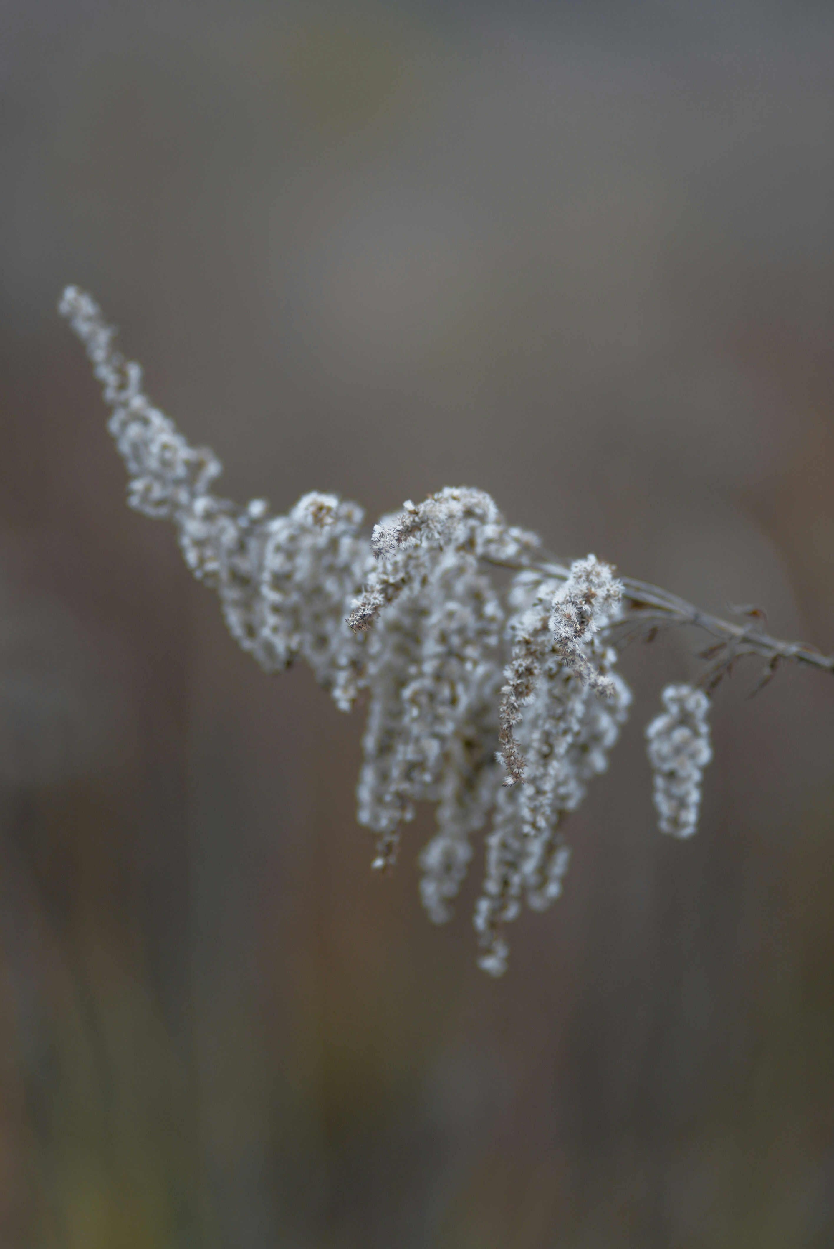 Frosted Spike: Delicate Seed Heads in Winter Light