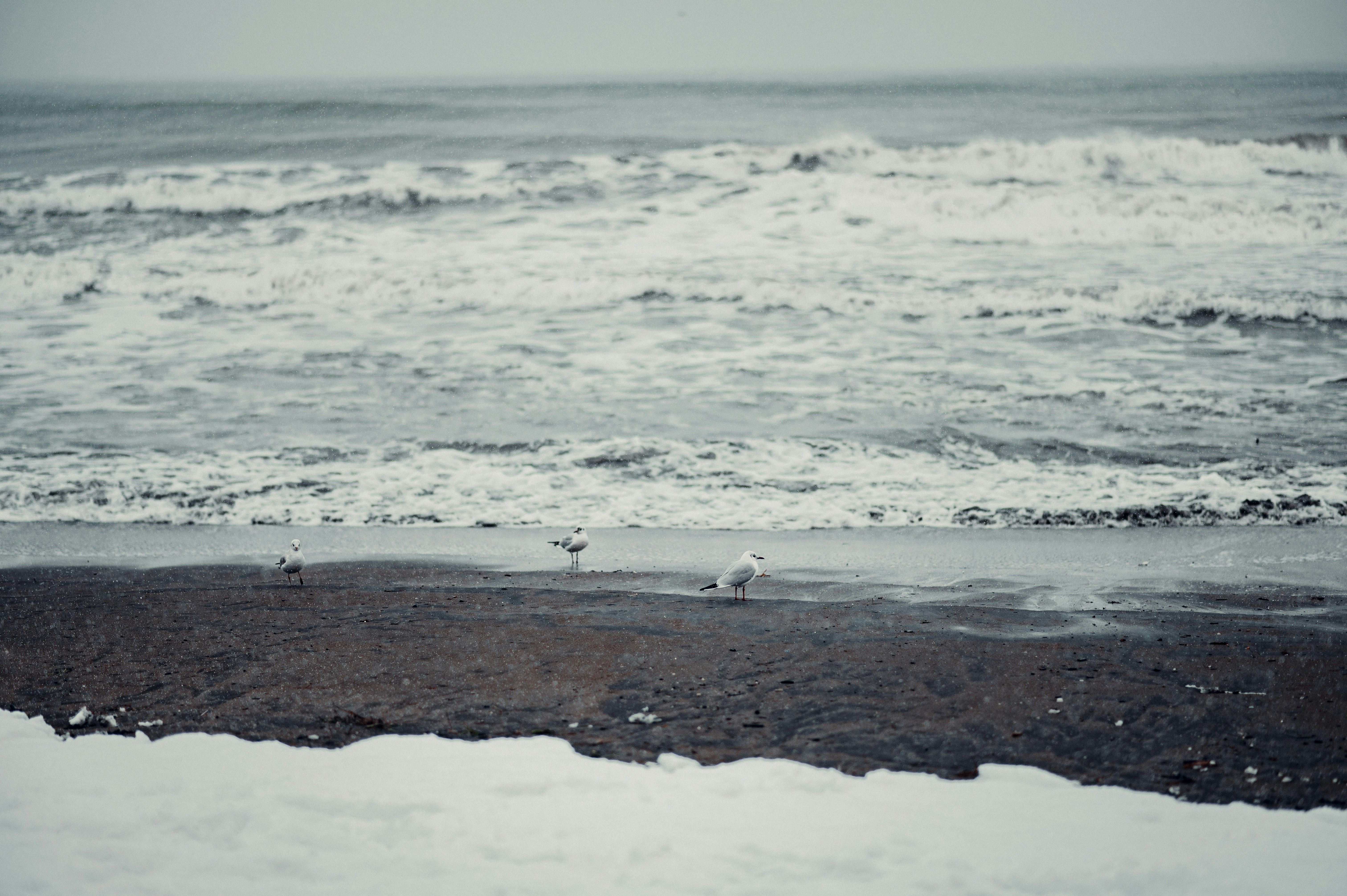 Seagulls foraging along a misty beach, where the waves meet the shore and snow lingers on the sand.