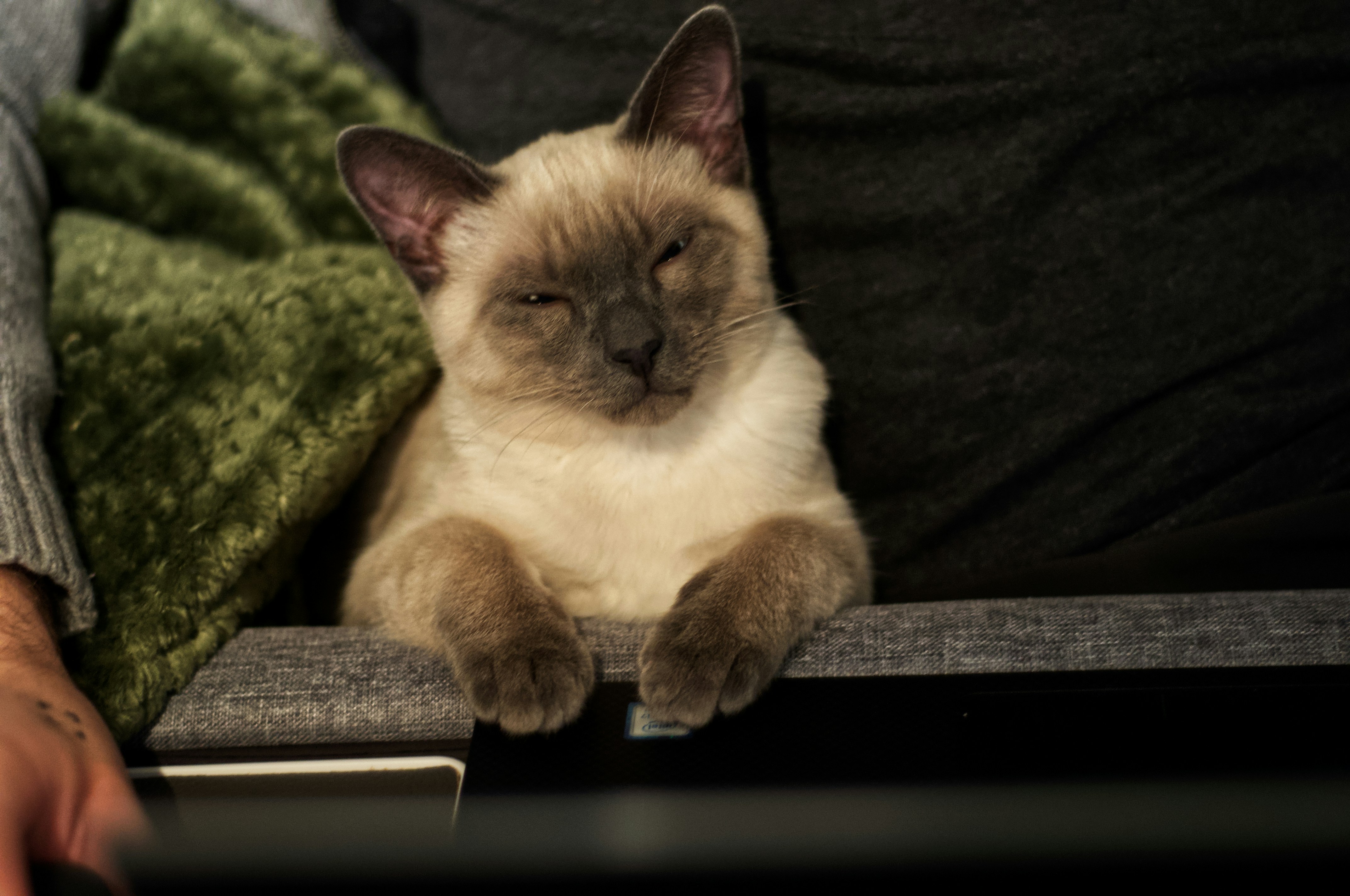 Evening Pause on the Rail: A Siamese Kitten's Quiet Gaze