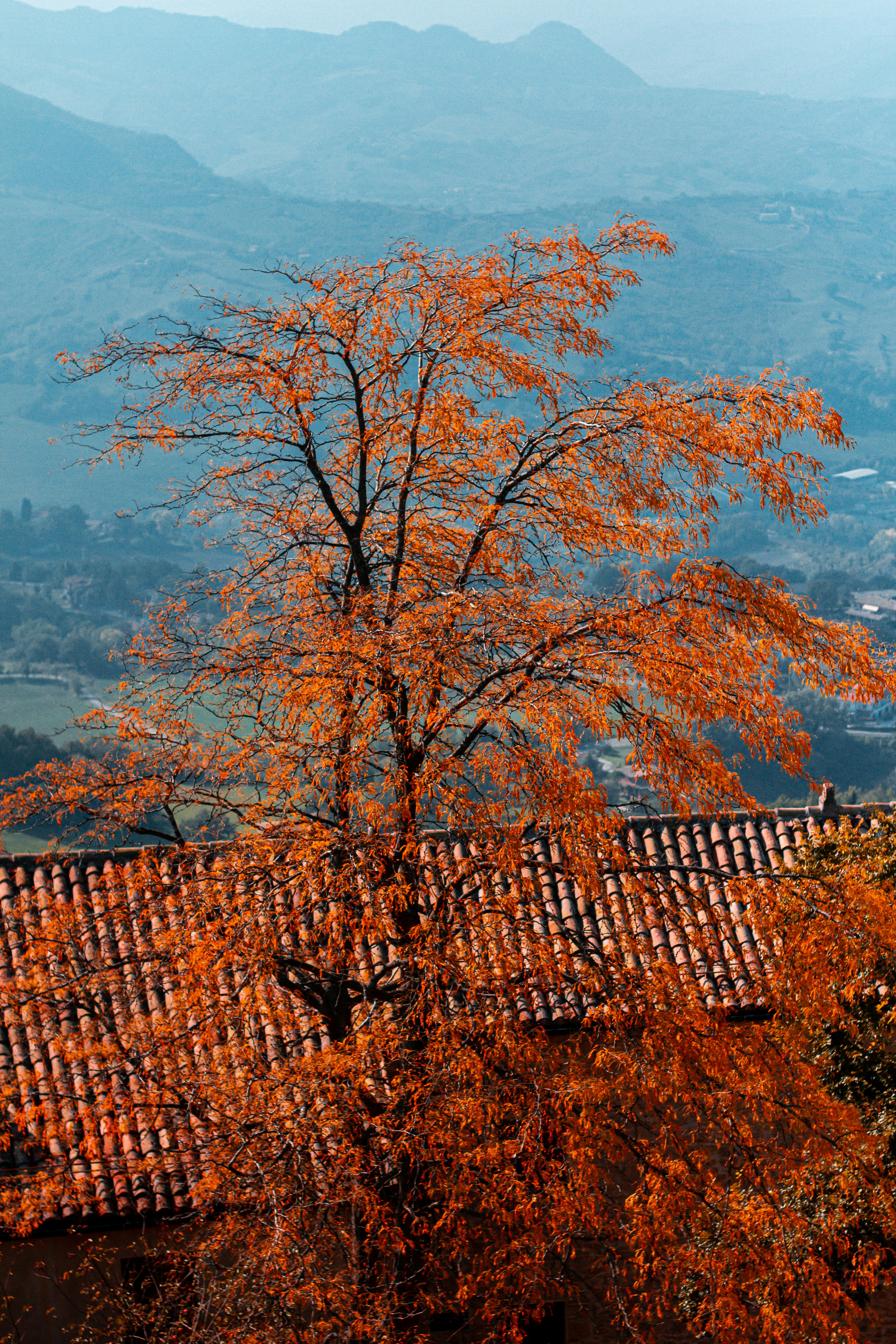 Crimson Canopy Rising Over Terracotta Tiles Beneath a Misty Range