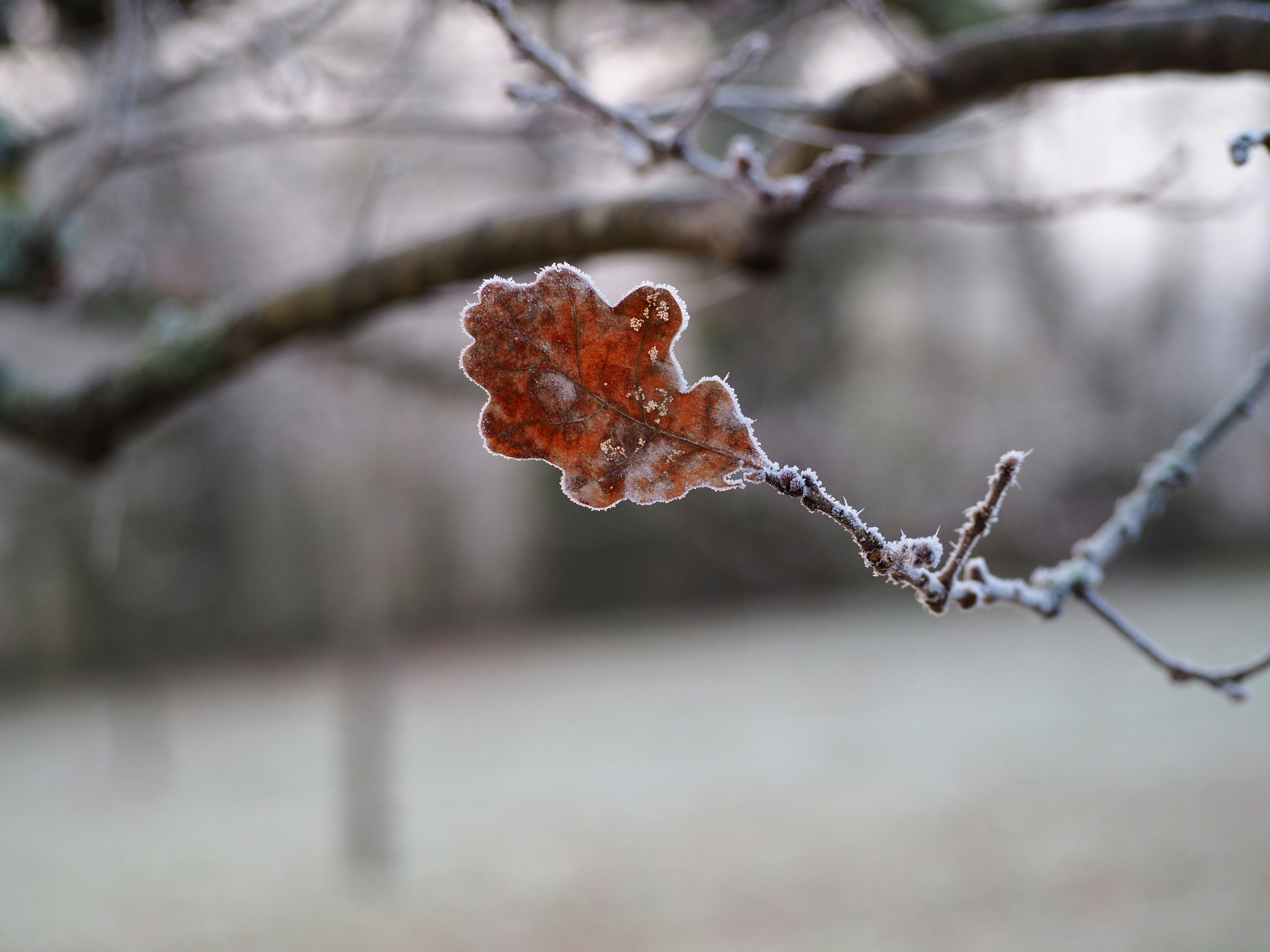 Frost-Outlined Oak Leaf on a Quiet Winter Branch