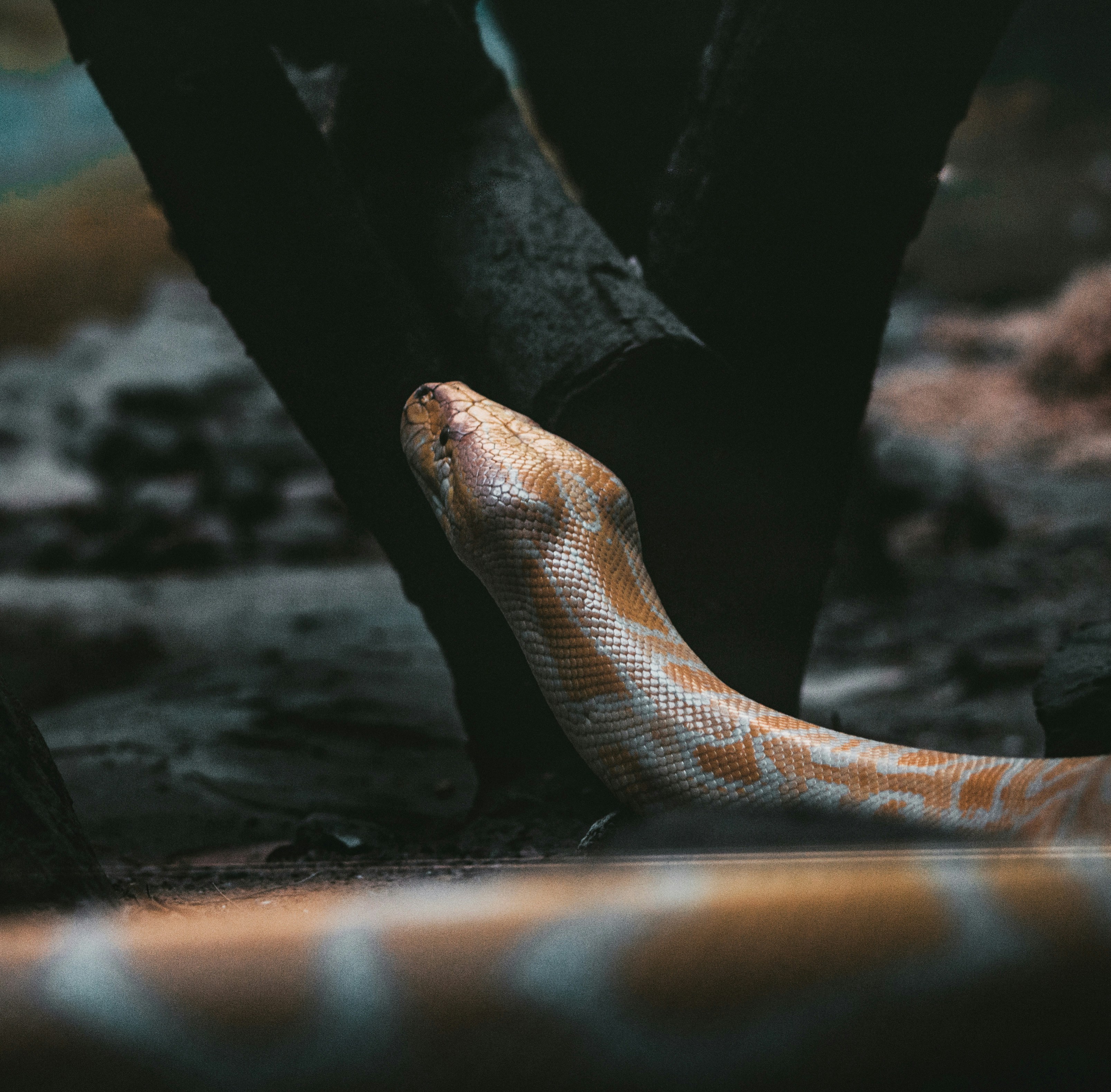 Snake Bite Pictures | Download Free Images on Unsplash