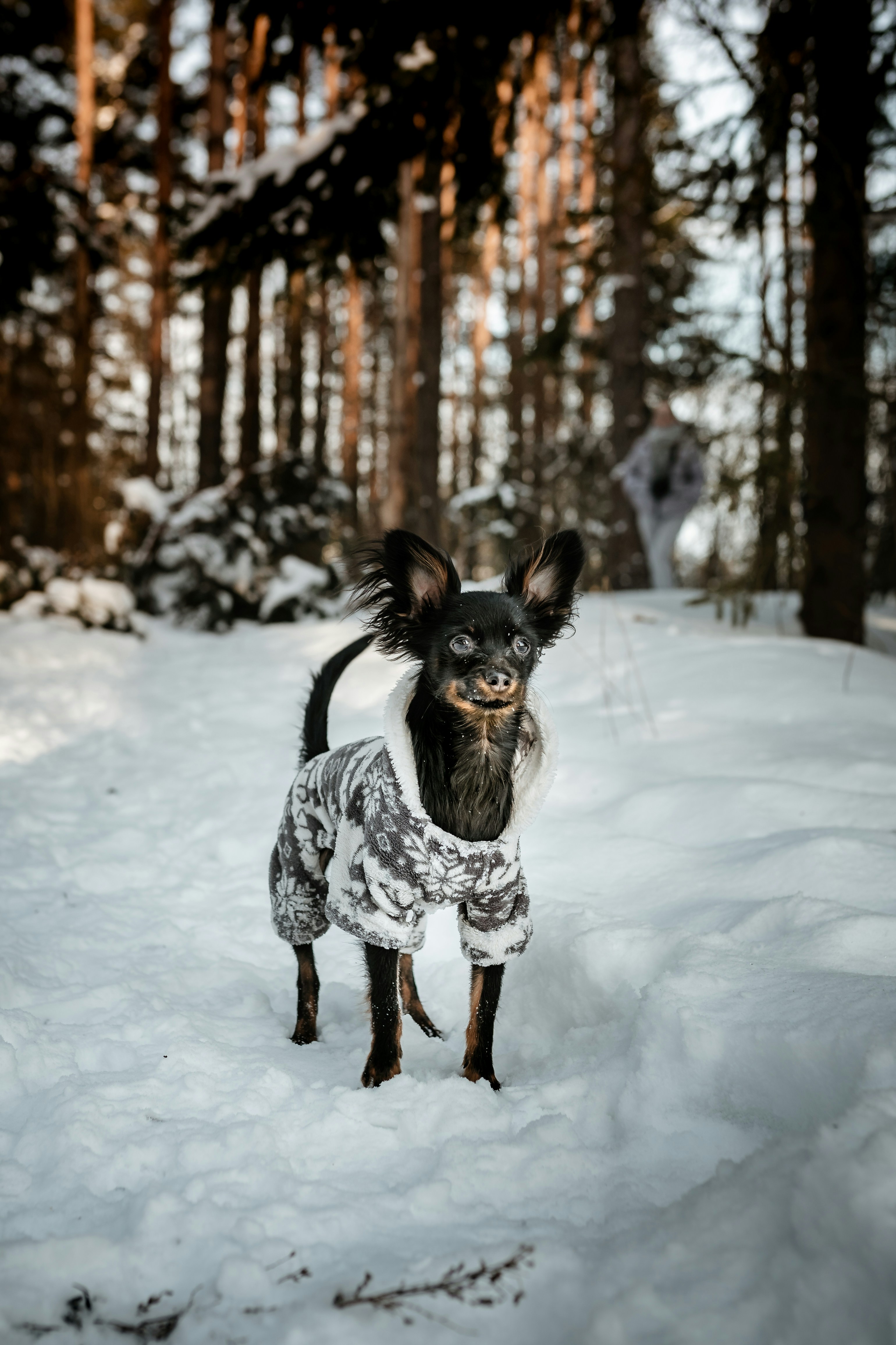 Dapper Terrier in Snow: A Quiet Stance Amid Warm Pine Light