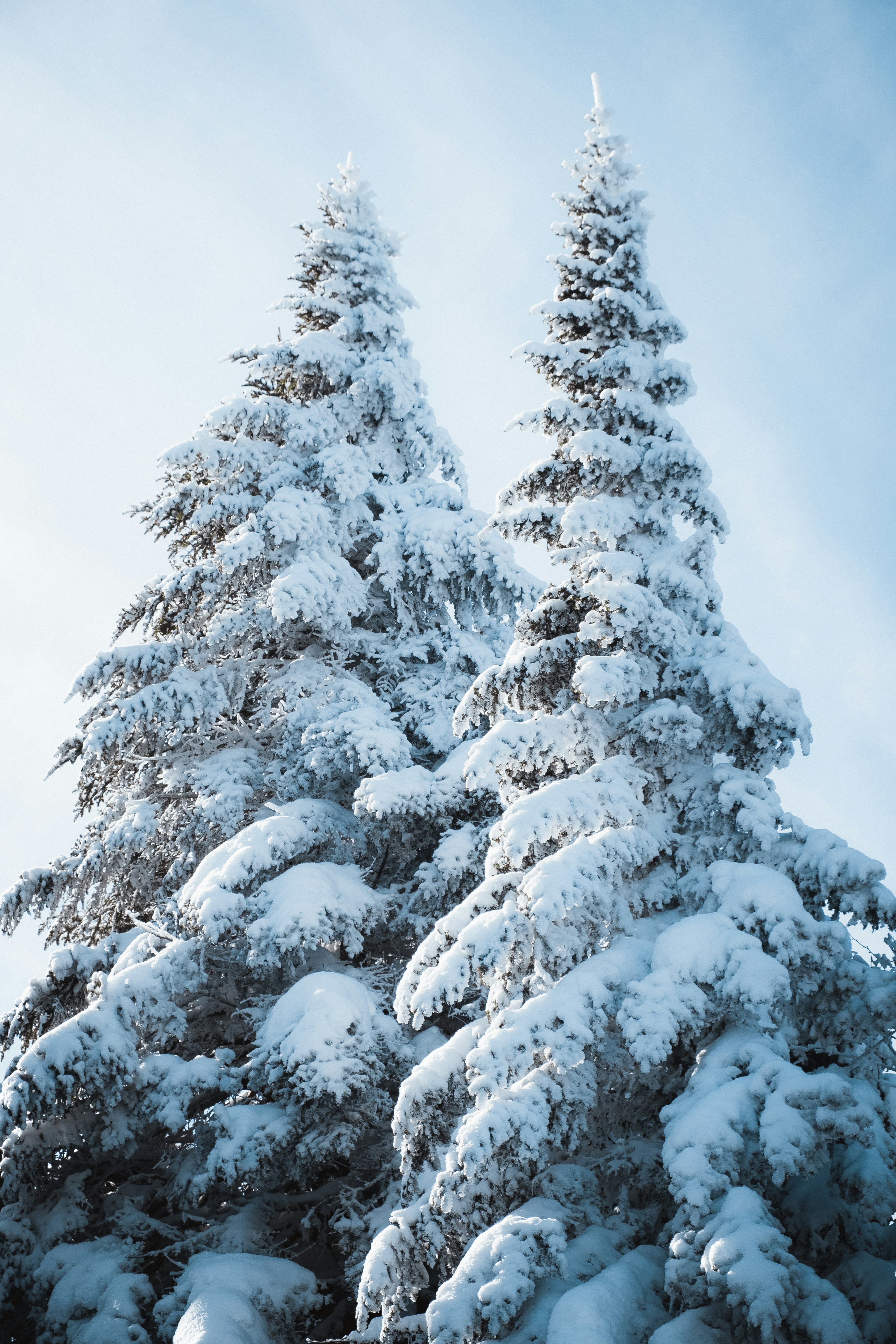 Snow covered pine trees during daytime photo – Free Québec Image on ...