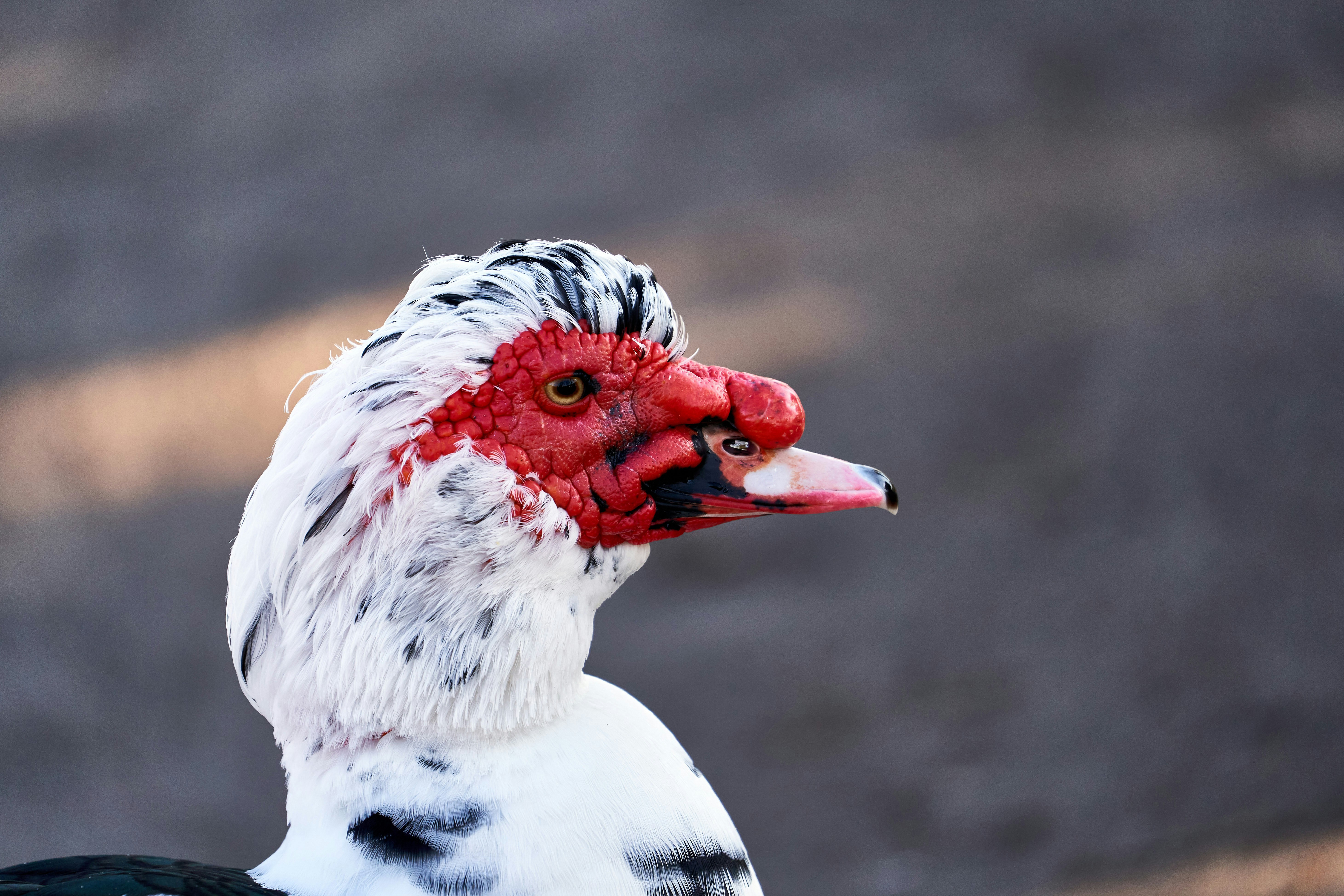 Red-faced Muse: Close-up Portrait of a Muscovy