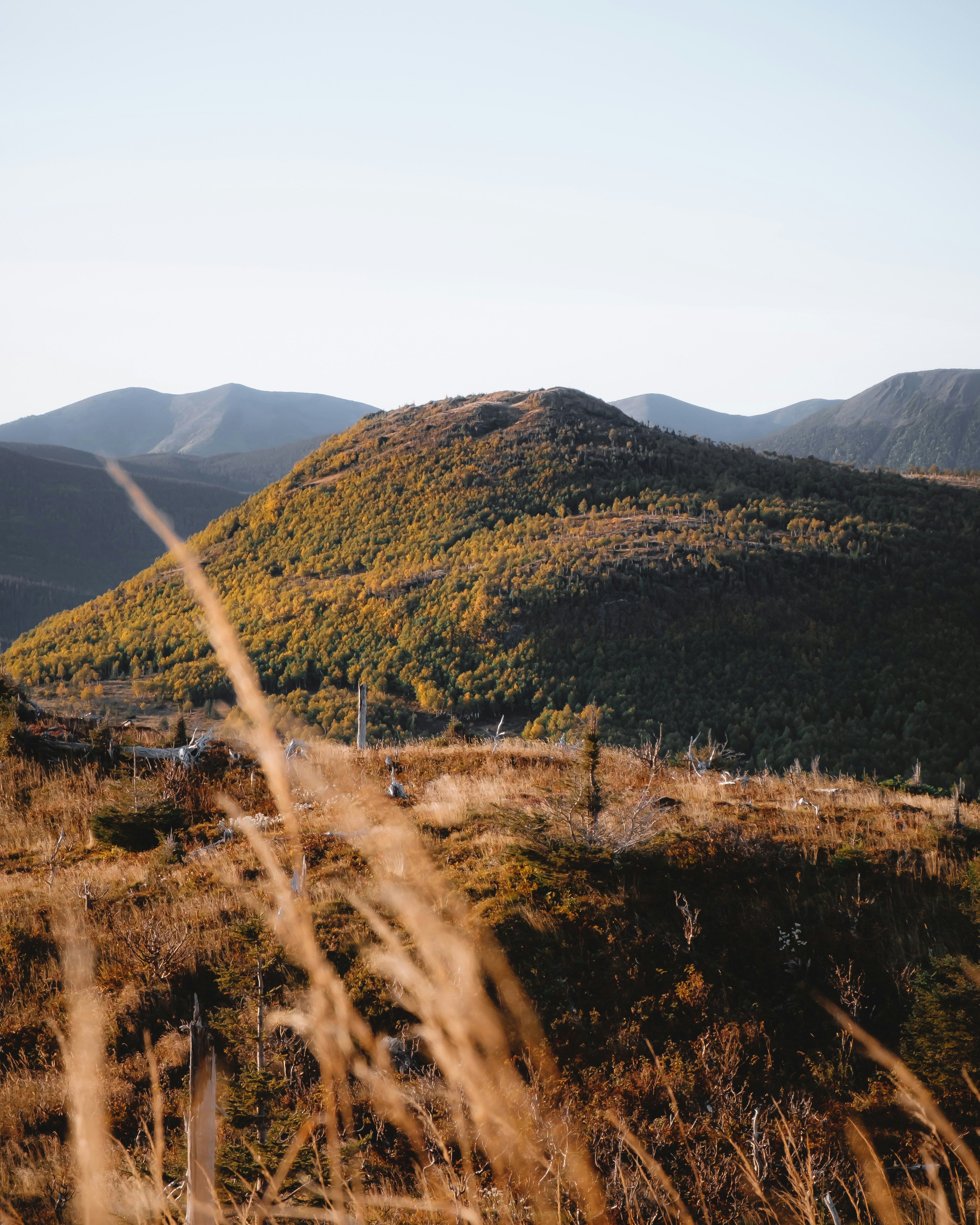Golden-hued hills contrast with distant mountains under a clear sky, showcasing nature's revival. The scene captures the essence of seasonal change.
