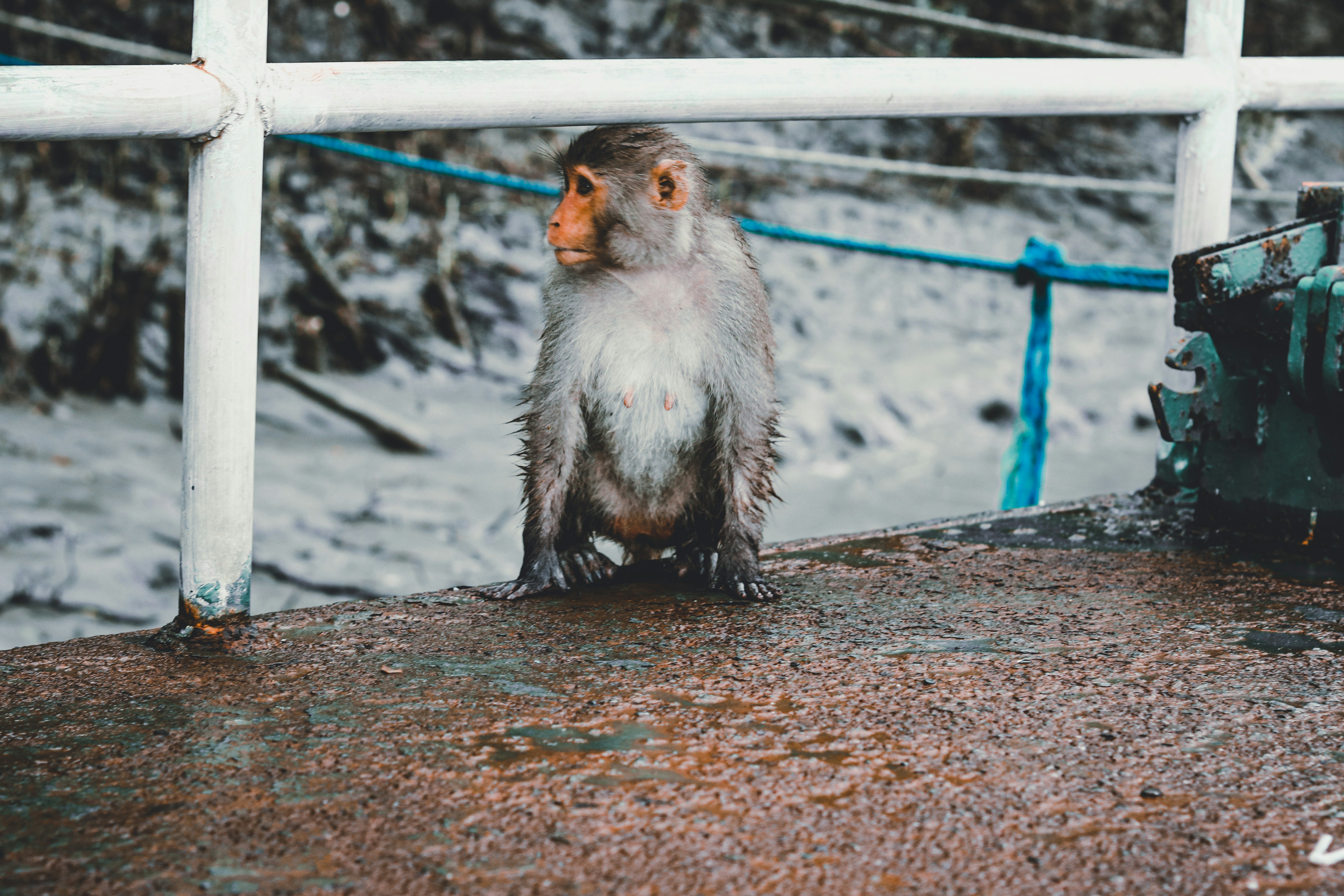 White and black monkey on brown soil photo – Free Sundarban Image on Unsplash